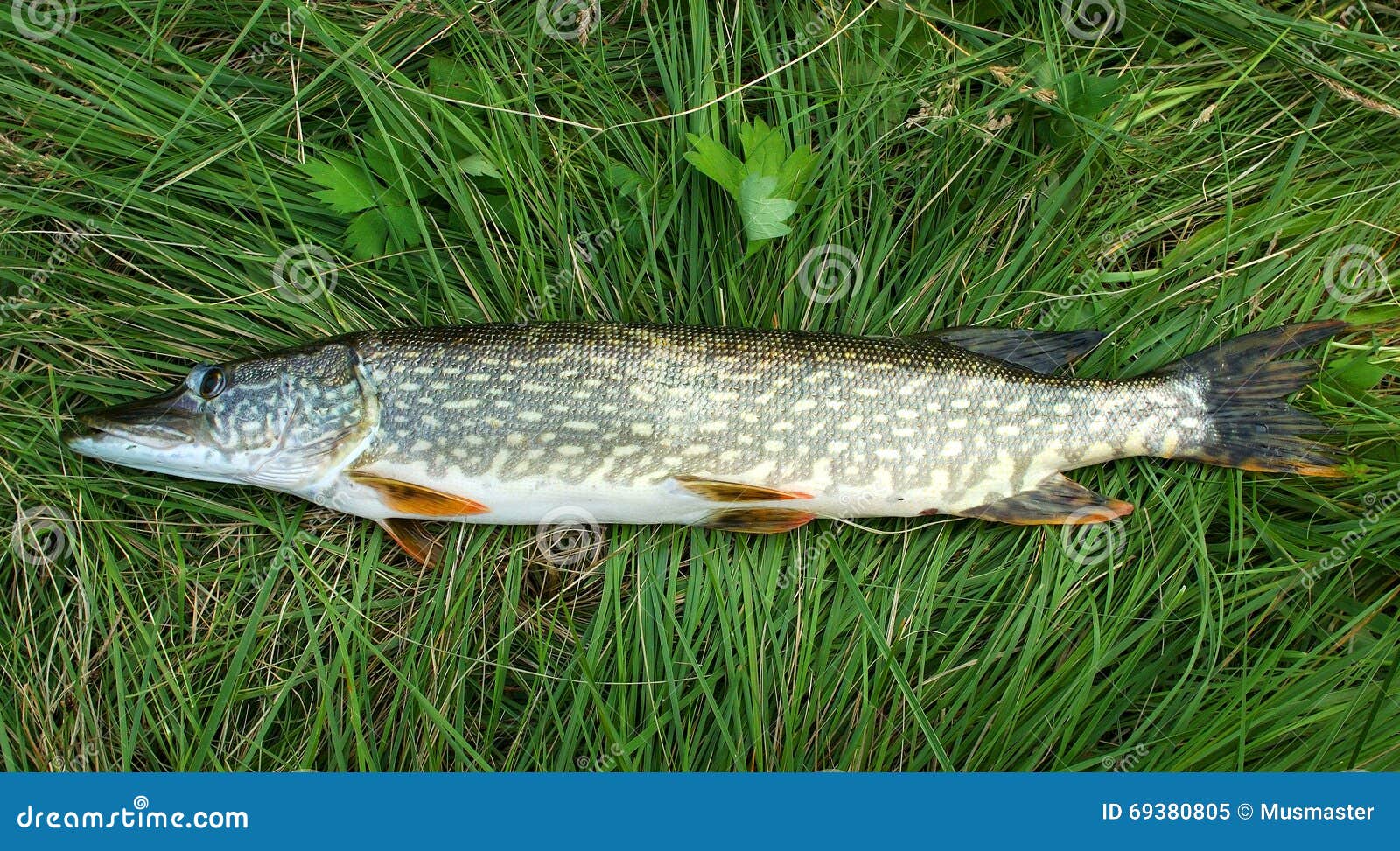 Fresh pike on the grass stock image. Image of fisherman - 69380805
