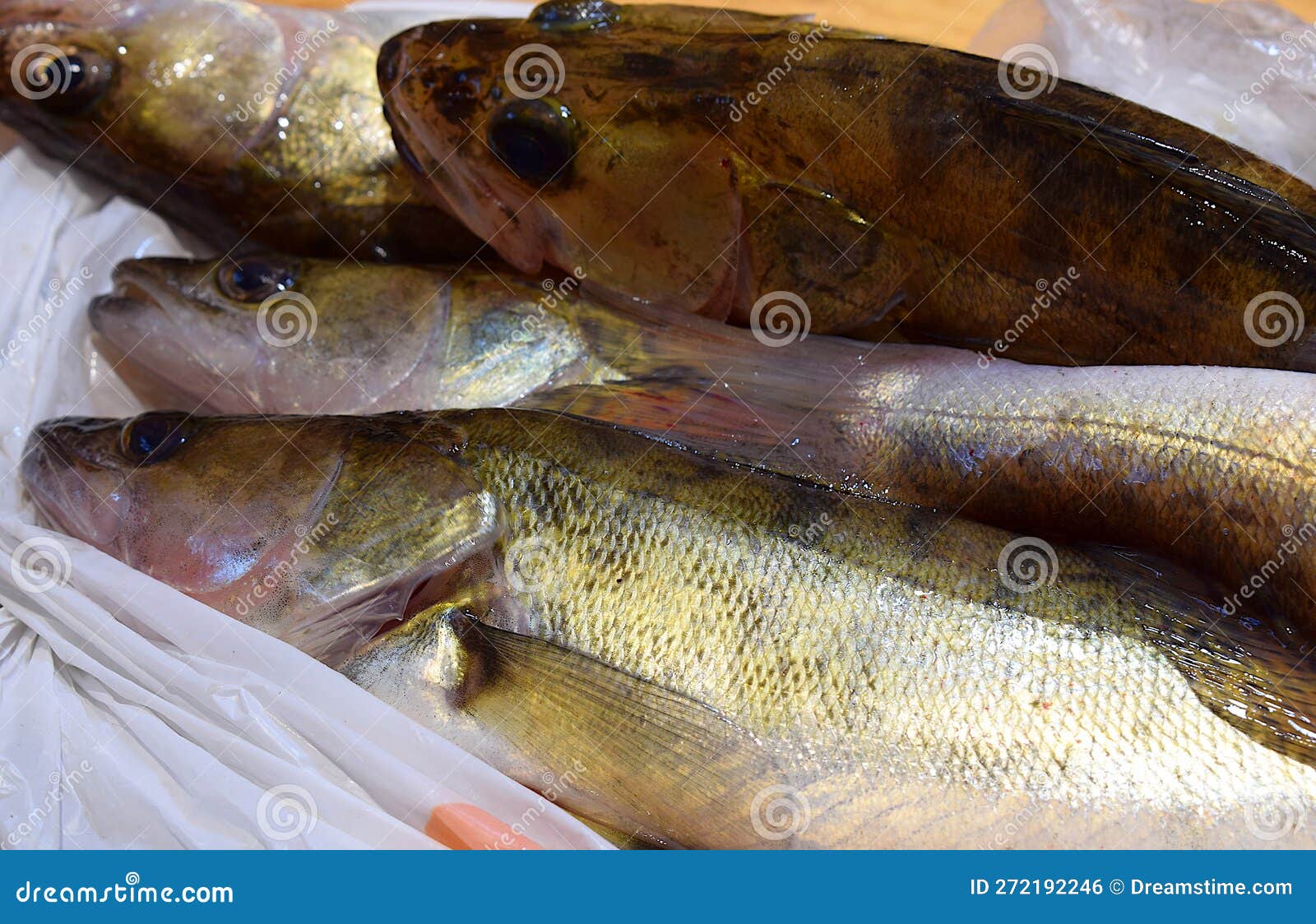 Fresh Pike Perch in a Bag on the Table Stock Photo - Image of perch, fluvial: 272192246