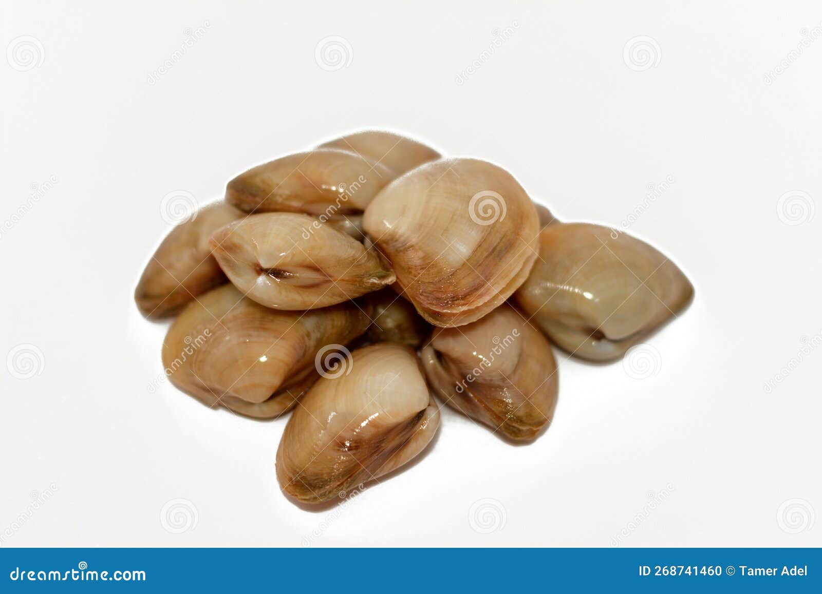 Fresh Pile Of Sea Food Clams Mussels Oysters And Also Called Gandofly