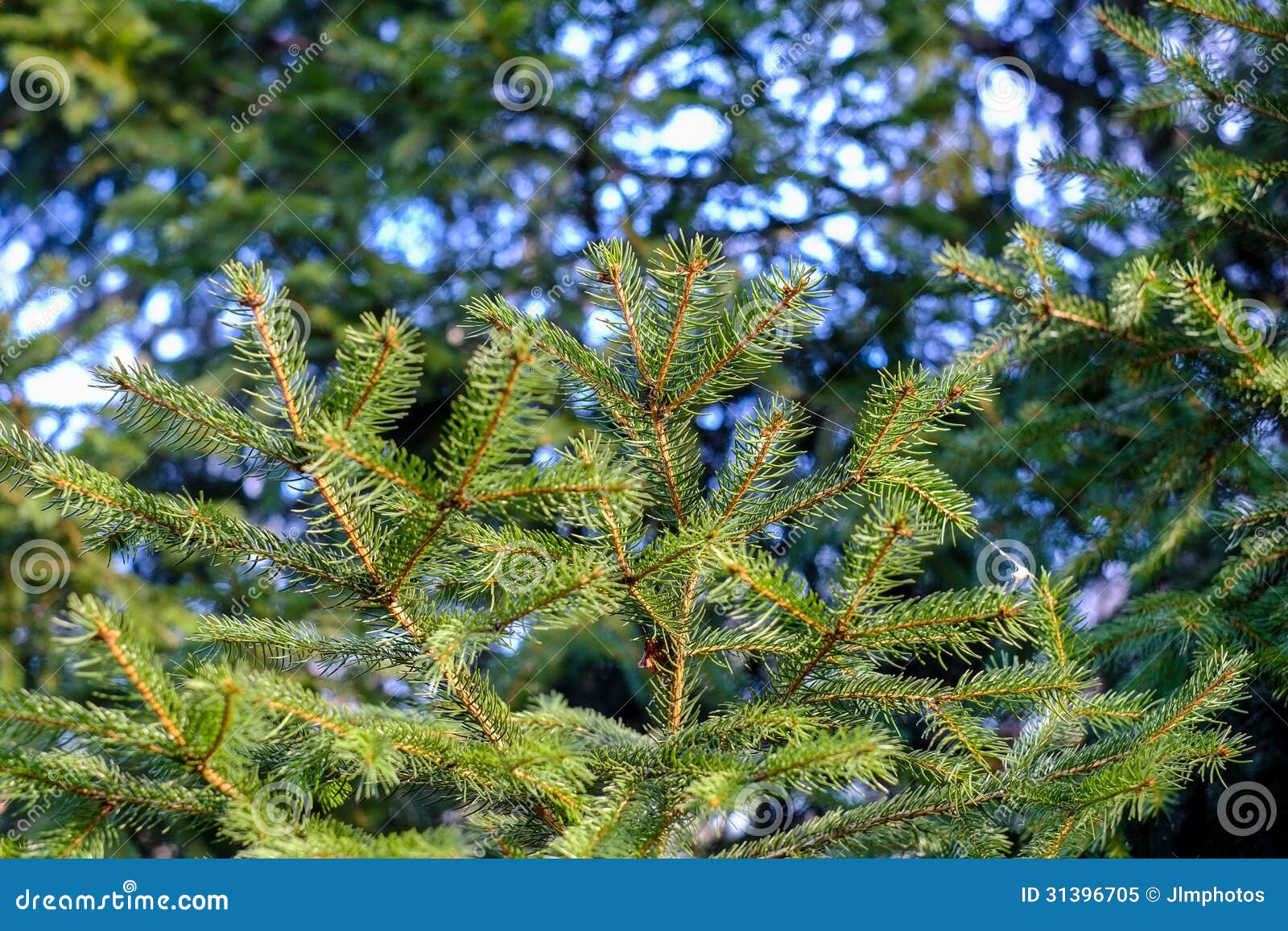 Fresh pine bows stock image. Image of fresh, needles - 31396705