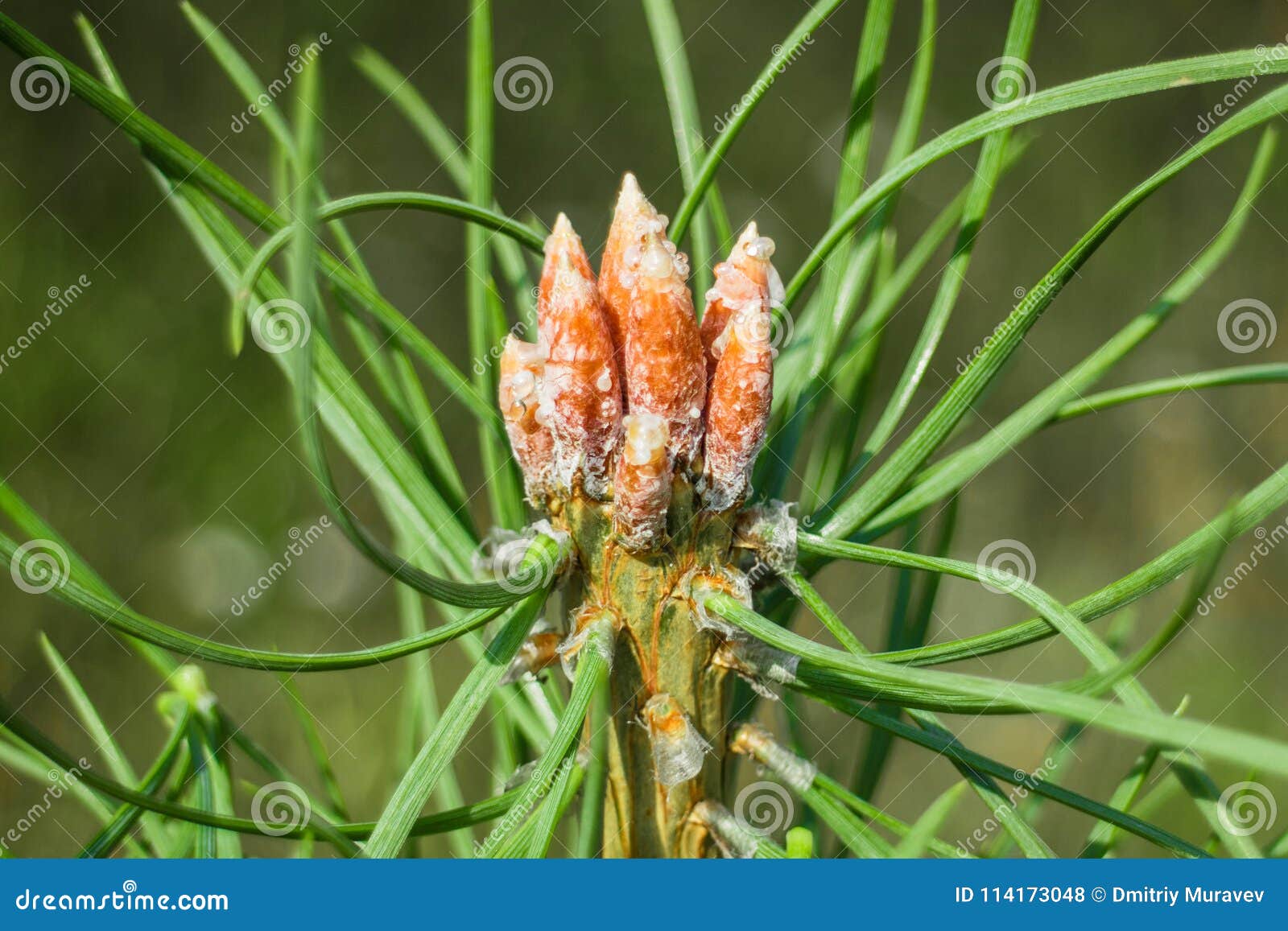 Young Pine Buds and Fragrant Pine Needles Stock Photo - Image of sprout ...