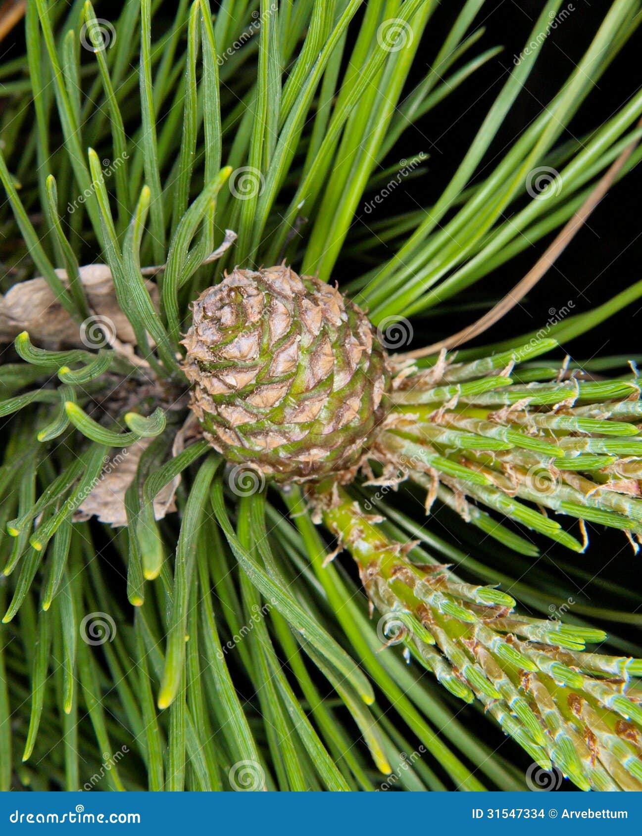Fresh pine cone stock photo. Image of pine, spring, coniferous - 31547334