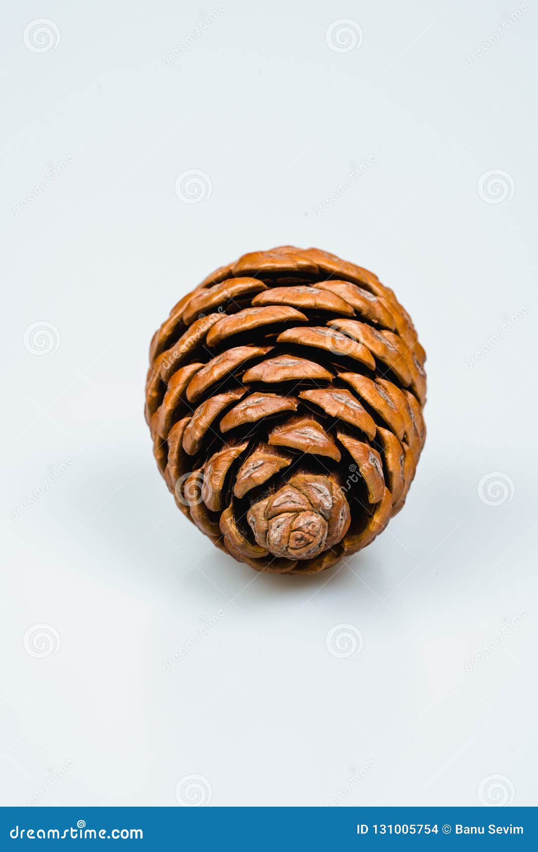 Pine Cone on White Background Stock Photo - Image of cone, december ...