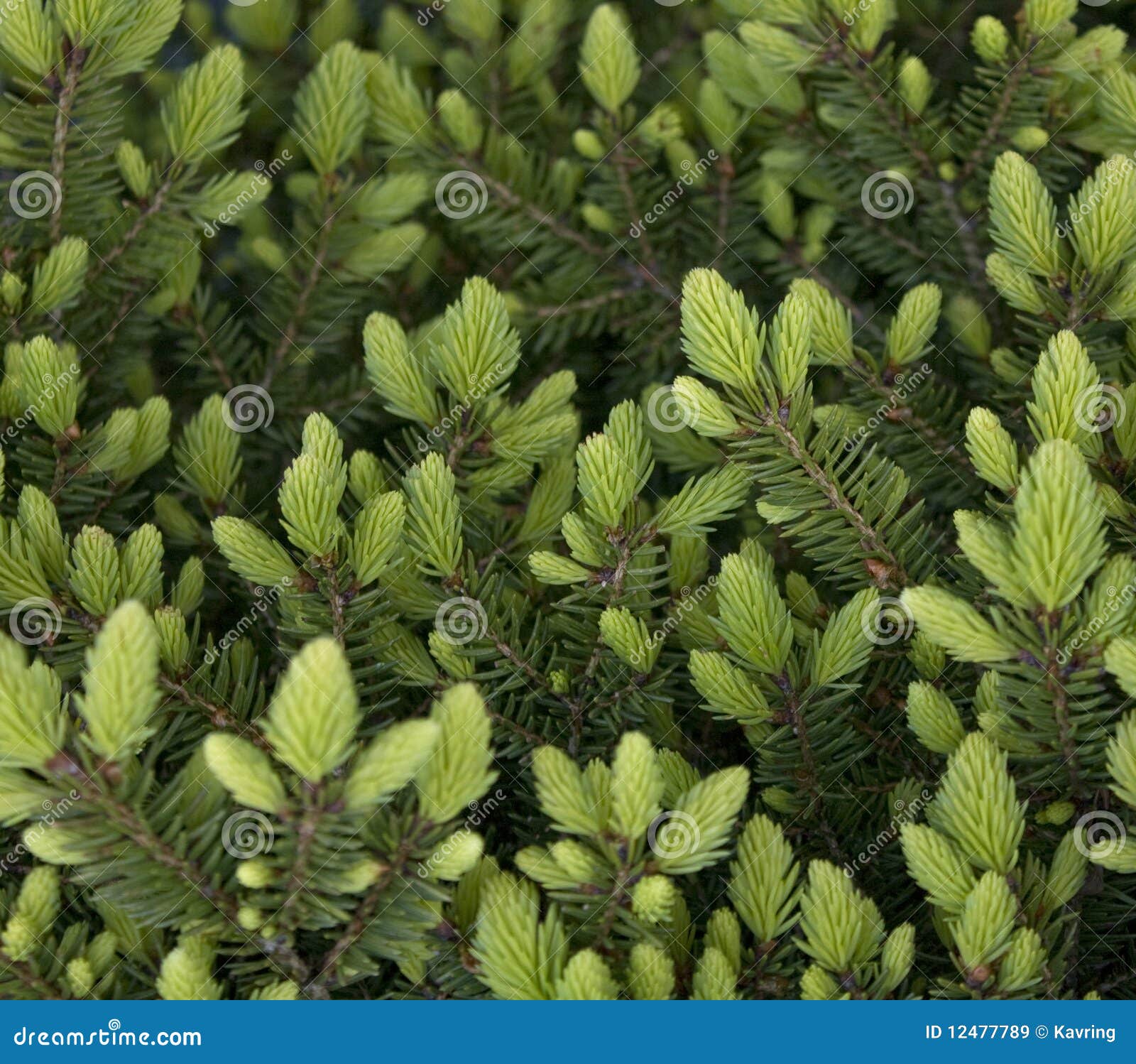 Fresh pine shoots stock image. Image of spring, green - 12477789