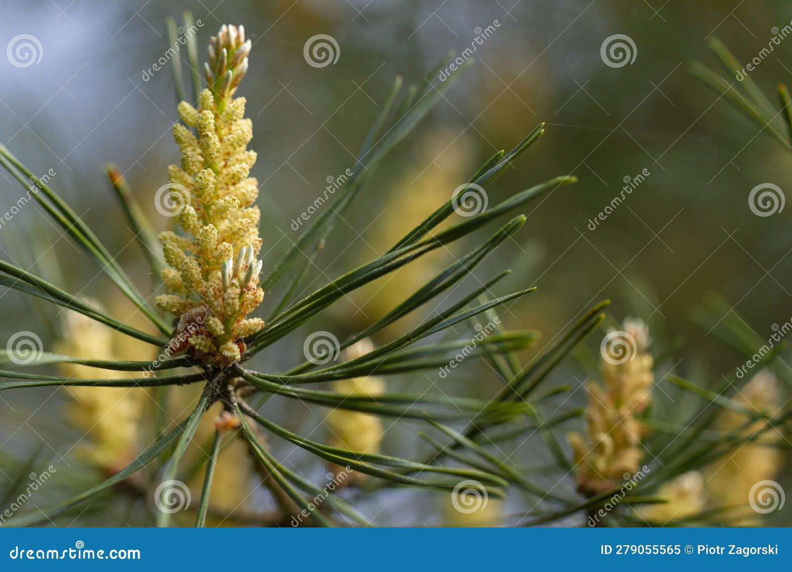 Fresh pine shoots stock image. Image of frost, nature - 279055565