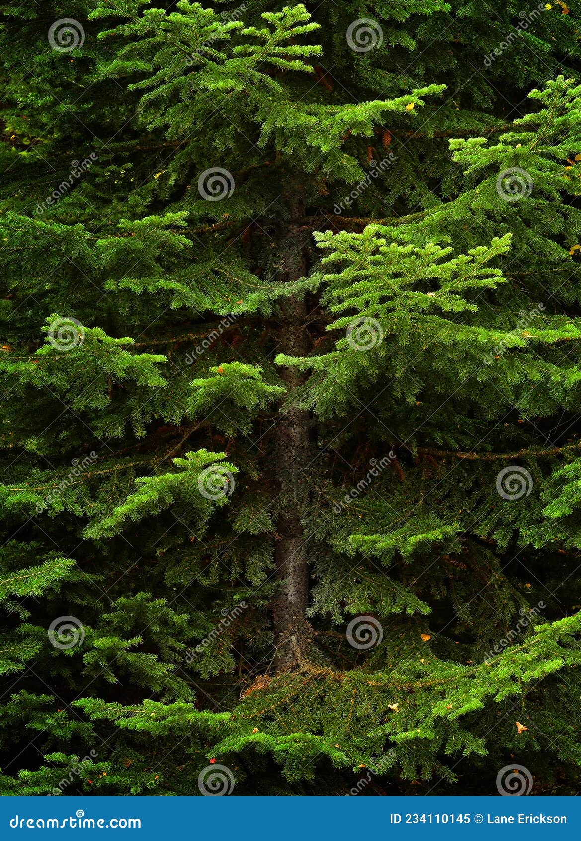 Fresh Pine Tree in a Lush Green Forest Stock Image - Image of nature ...