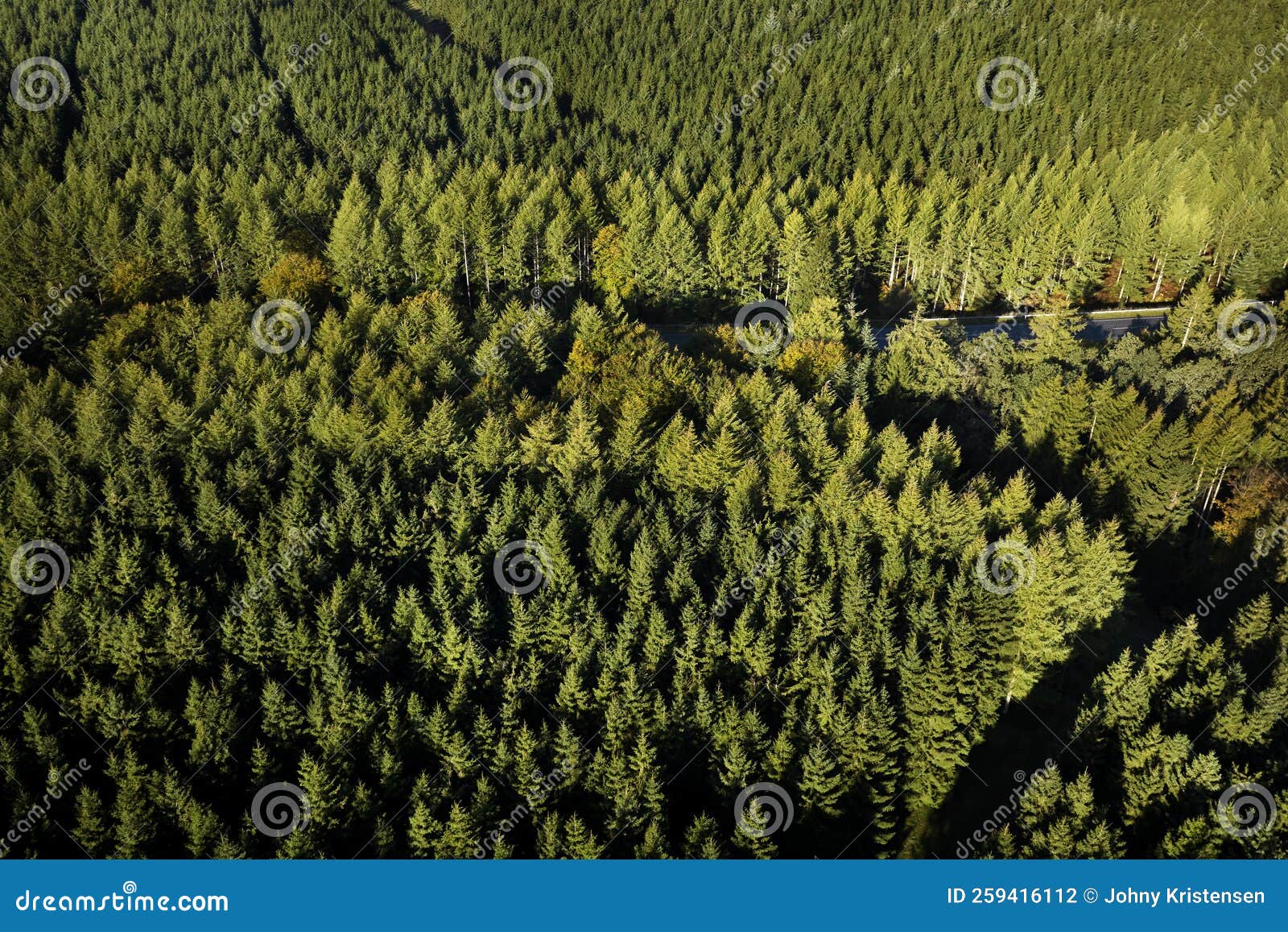 Fresh Pine Trees in Rebild Bakker Stock Photo - Image of field, drone ...