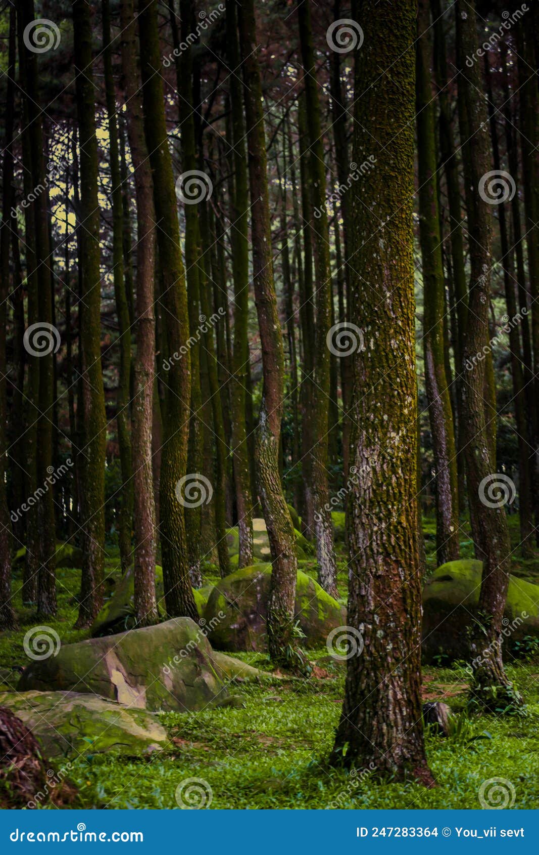 Fresh pine woodland stock photo. Image of forest, outdoor - 247283364