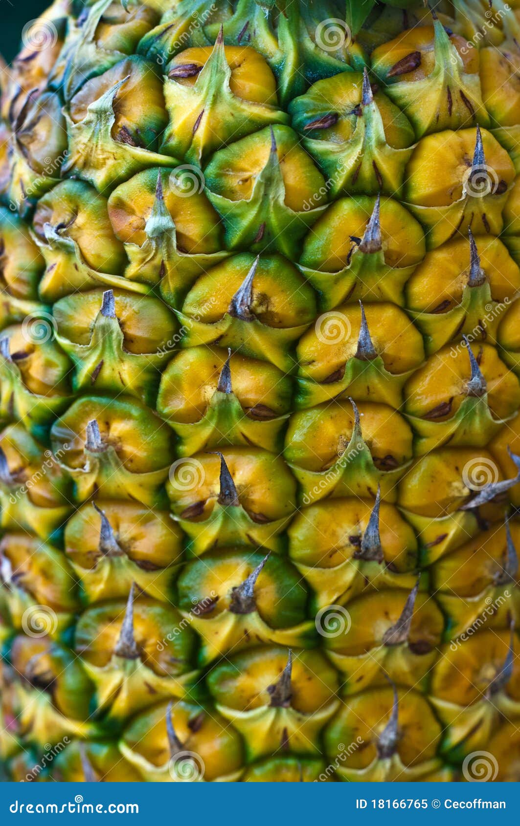Fresh Pineapple stock image. Image of field, natural - 18166765