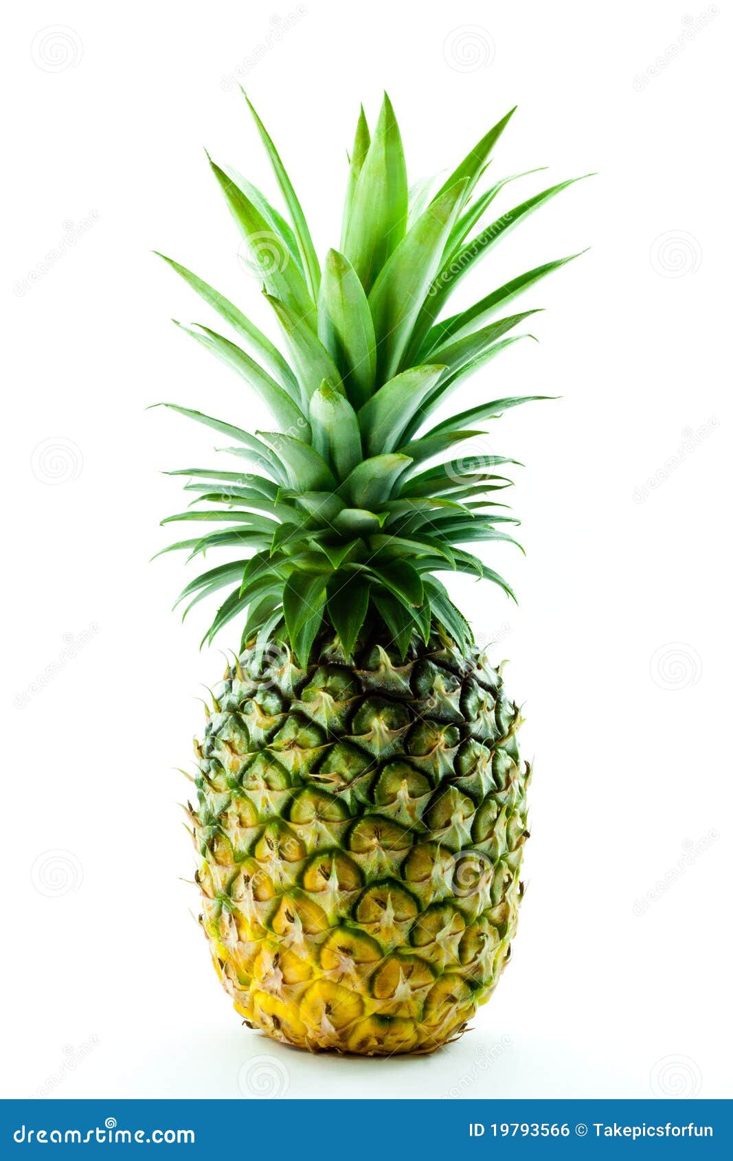 Fresh pineapple stock photo. Image of isolated, plant - 19793566