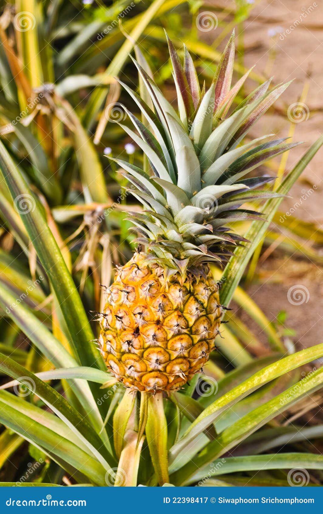 Fresh pineapple stock image. Image of exotic, farming - 22398417