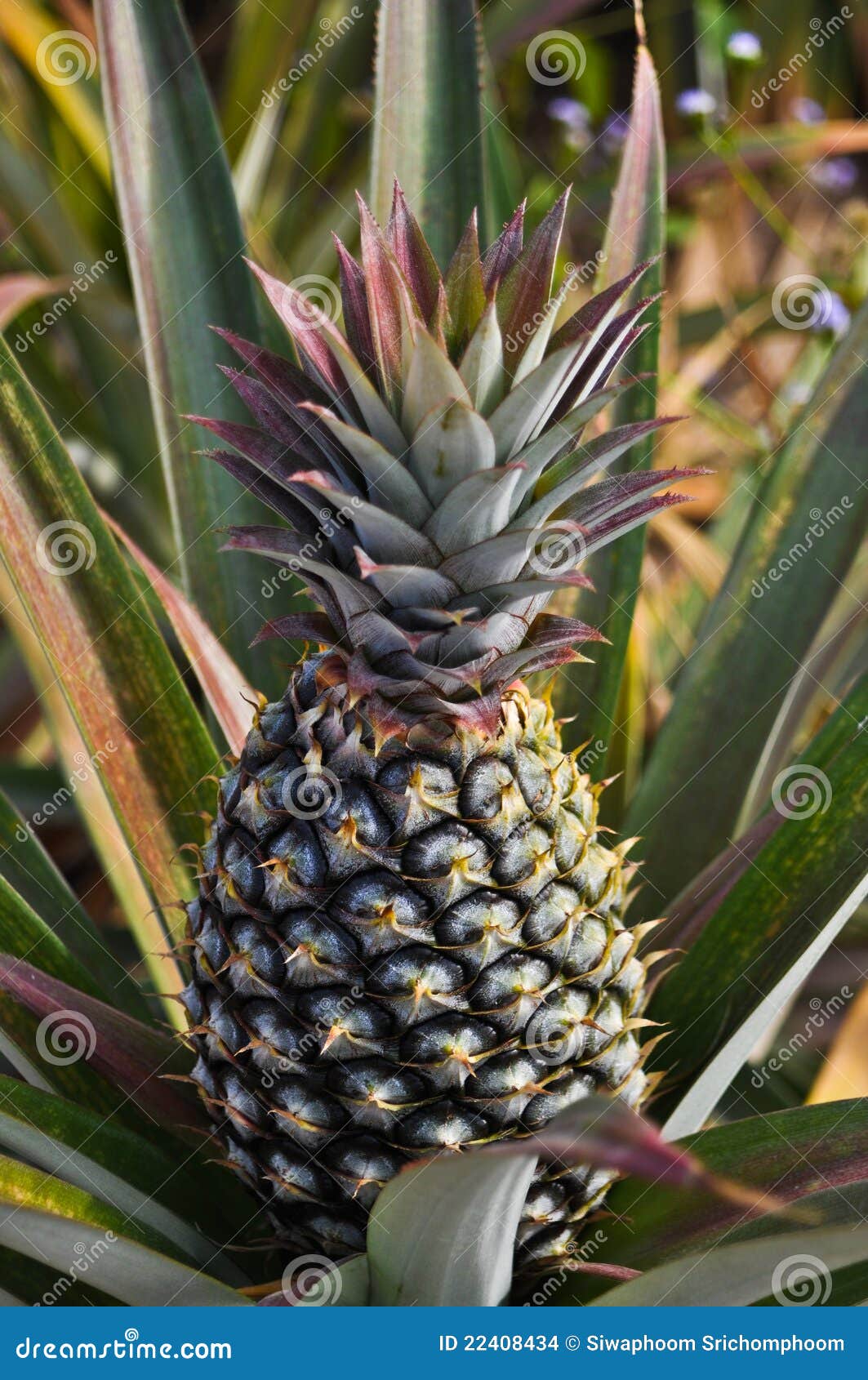 Fresh pineapple fruit stock photo. Image of nature, grow - 22408434
