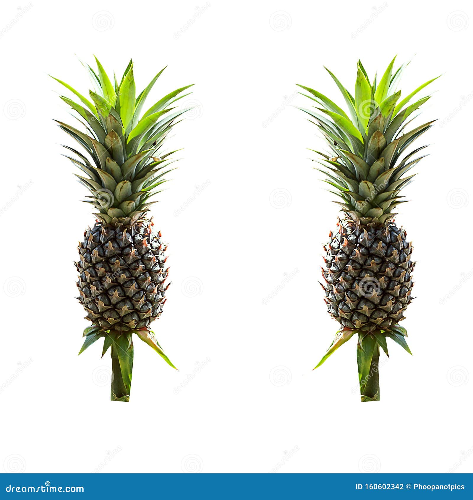 Fresh pineapple stock photo. Image of leaf, fresh, life - 160602342