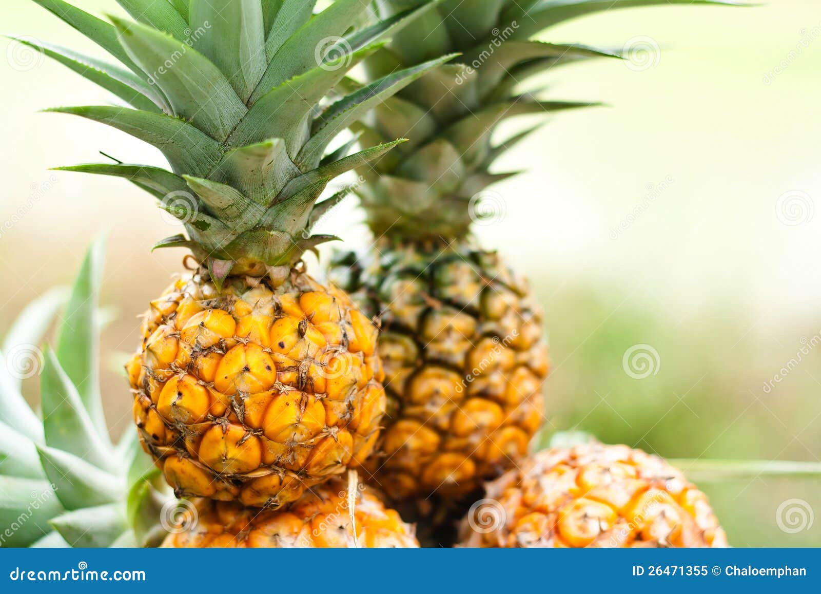 Fresh pineapples stock image. Image of orange, fresh - 26471355