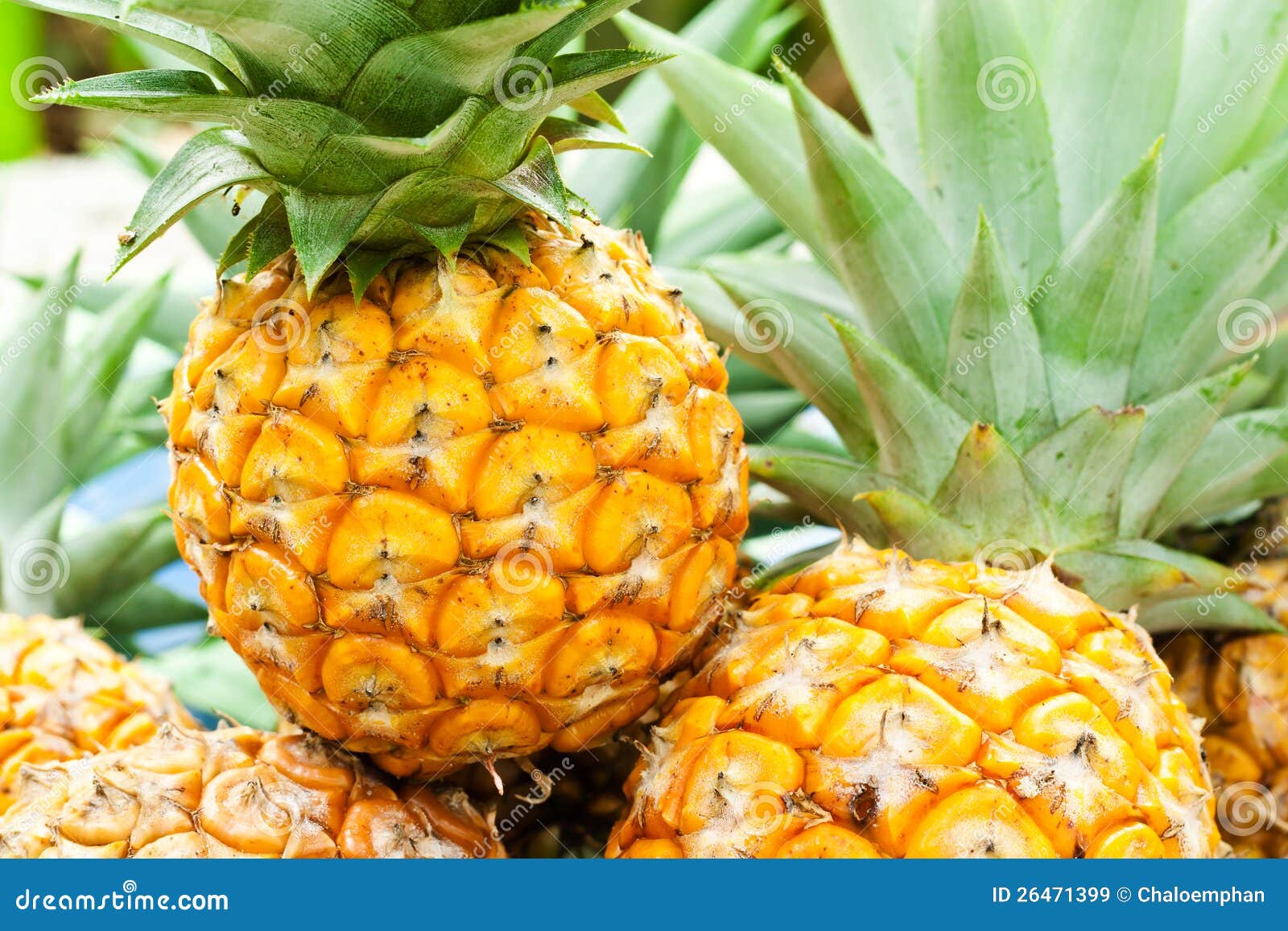 Fresh pineapples stock image. Image of organic, orange - 26471399