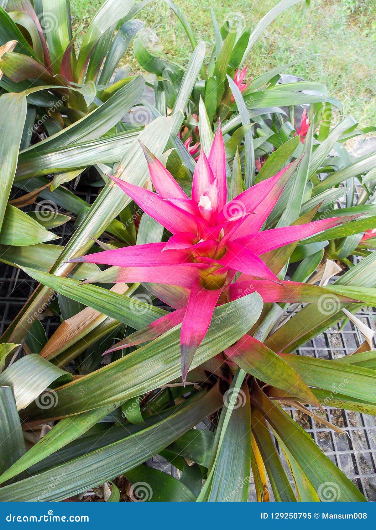 Pink Bromeliad Flower in Garden Stock Image - Image of bloom, botanical ...
