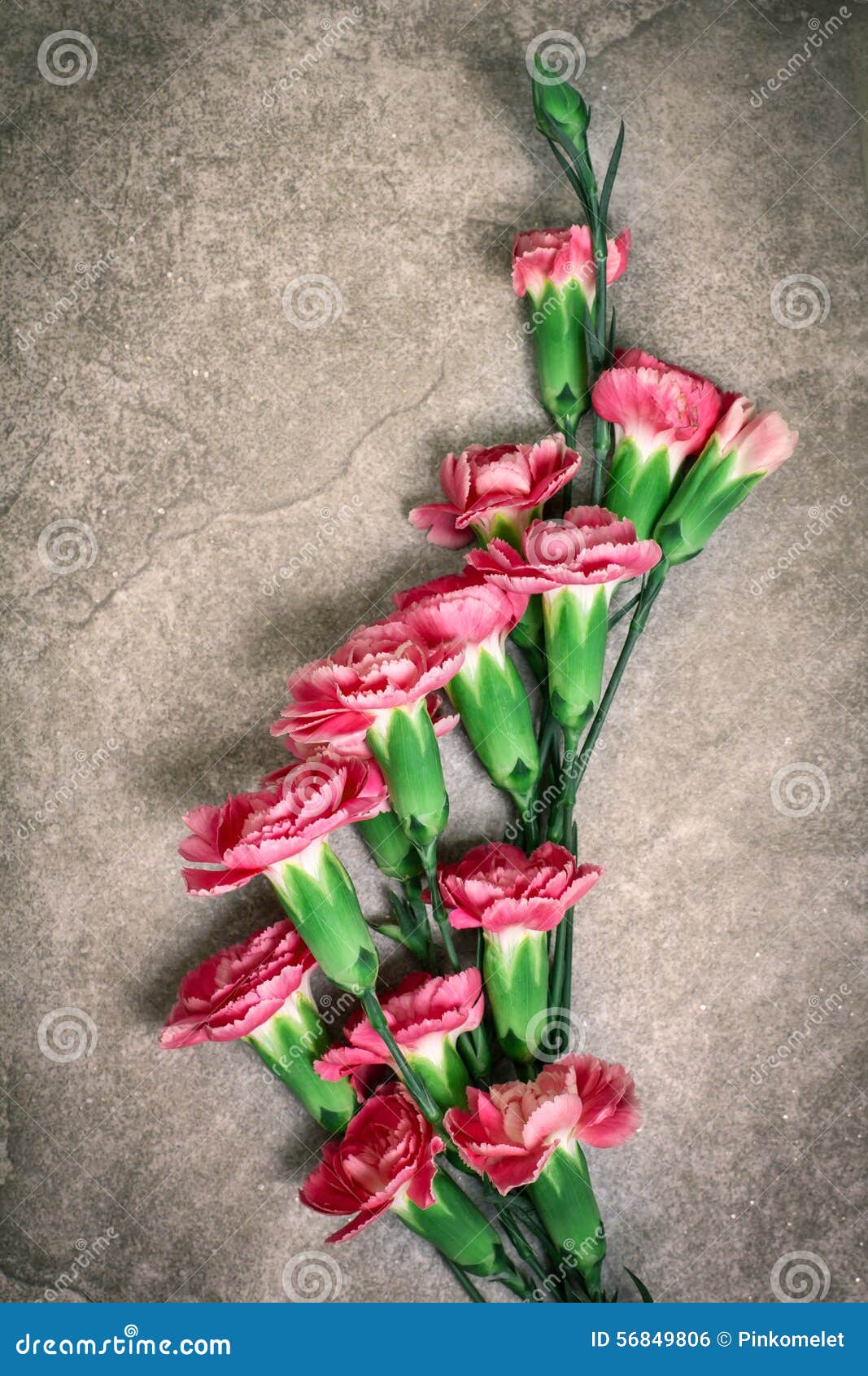 The Fresh Pink Carnation Flower on Stone Plate Background Stock Photo ...