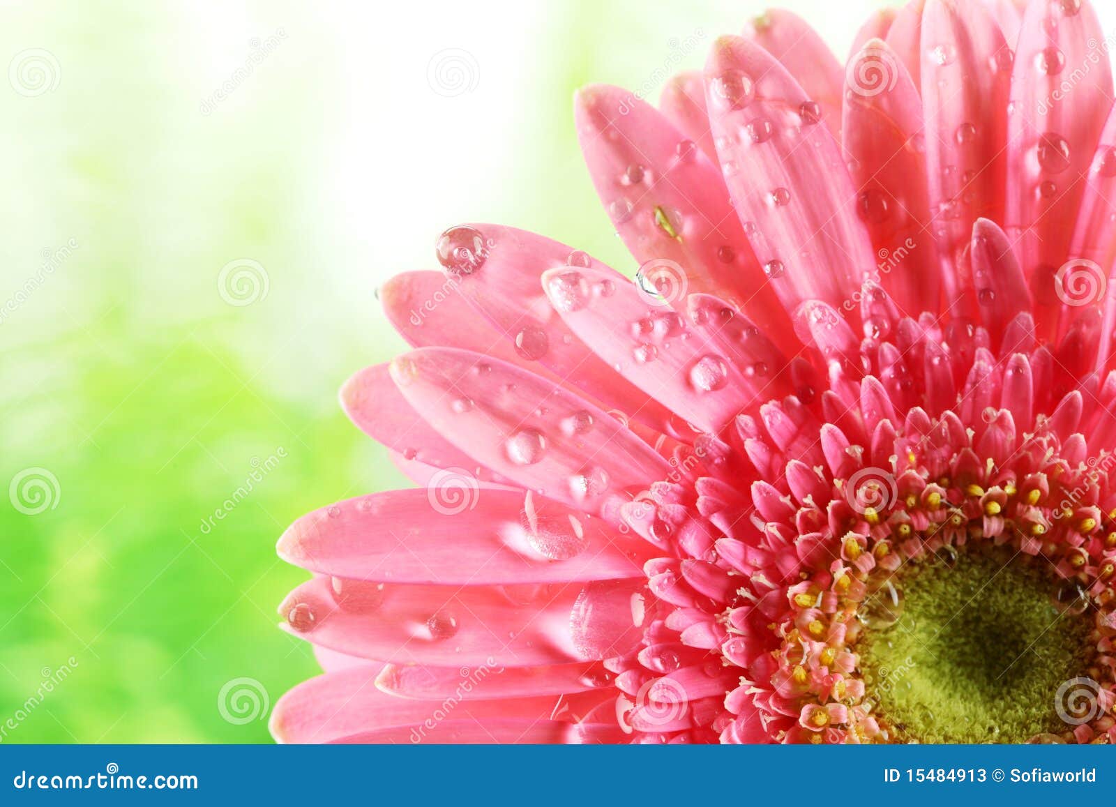 Fresh Pink Daisy with Water Drops Stock Image - Image of garden, color ...
