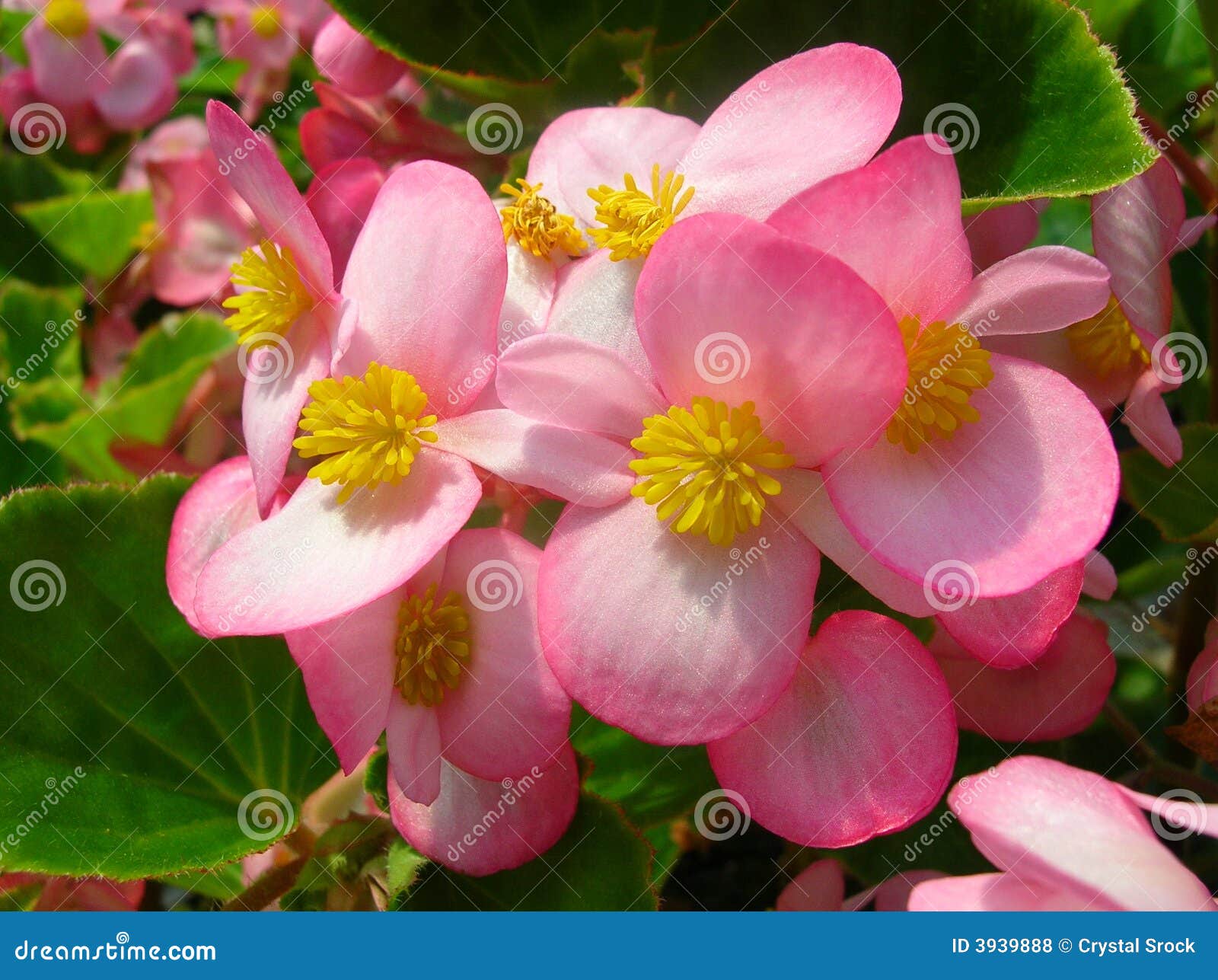Fresh Pink Flowers stock photo. Image of pink, outdoors - 3939888