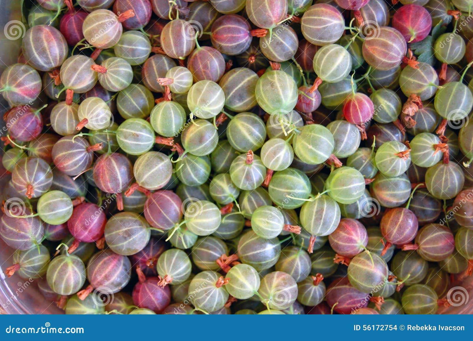 Fresh Pink and Green Gooseberries Stock Photo - Image of health ...