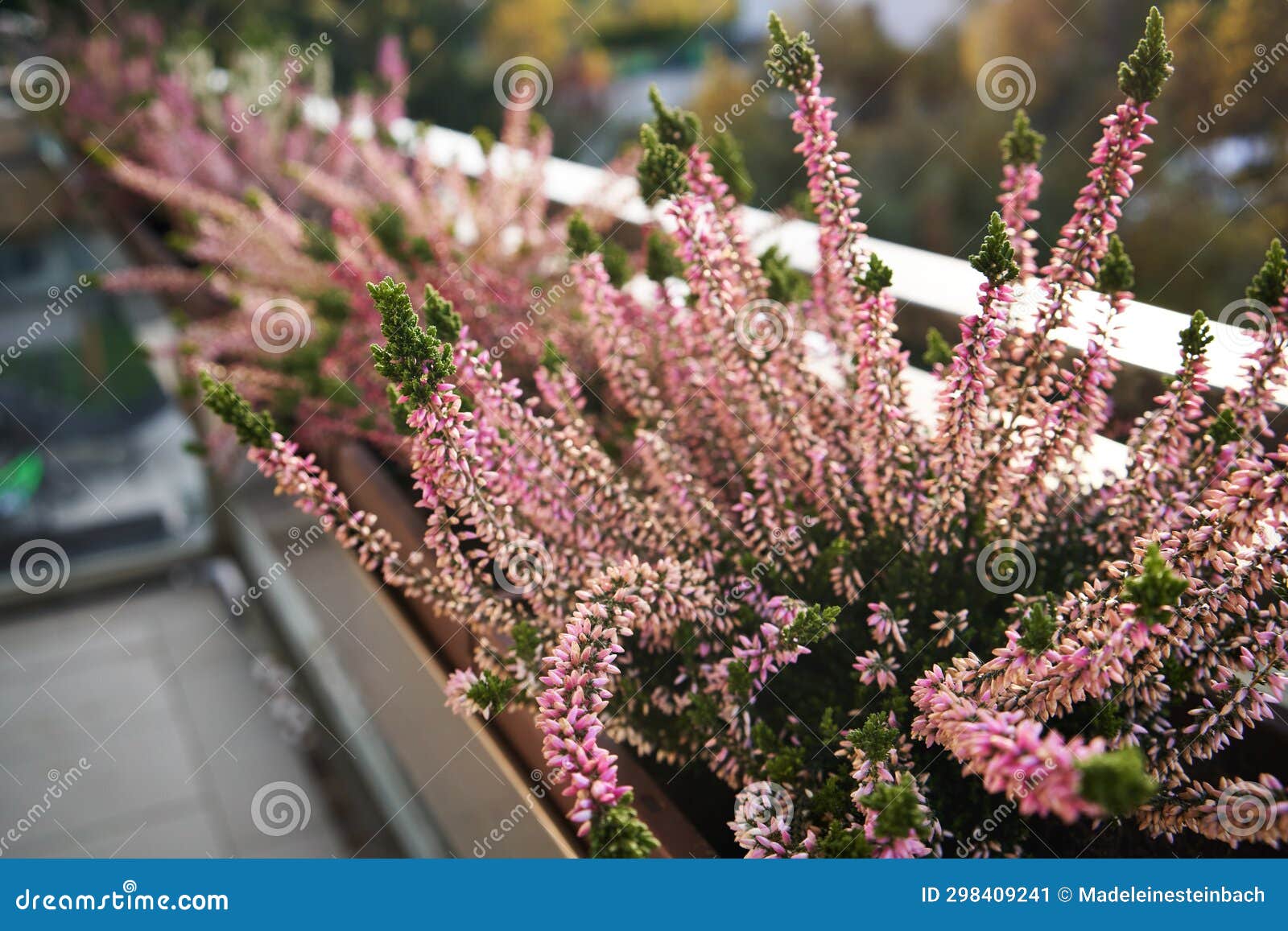 Fresh Pink Heather Plant Growing Outdoors on a Balcony Stock Image ...