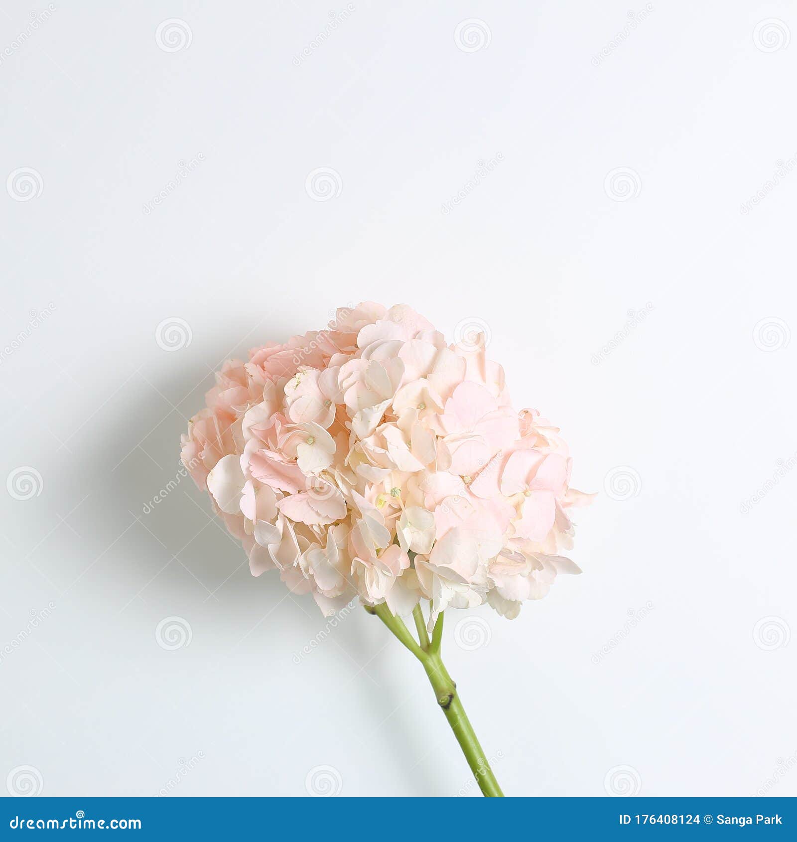 Fresh Pink Hydrangea Flower on White Background Stock Photo - Image of ...