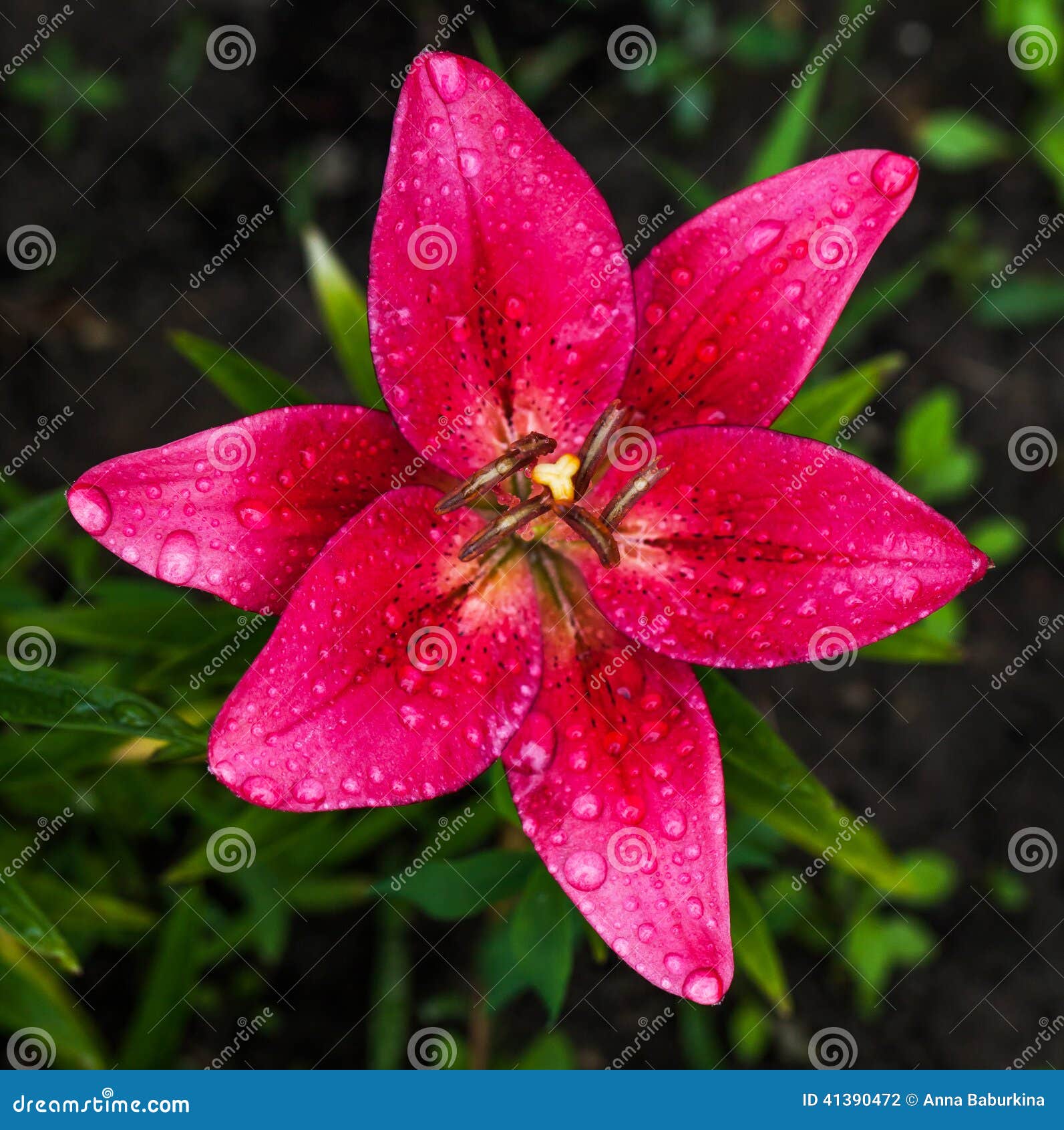 Fresh pink lilly . stock photo. Image of freshness, botany - 41390472