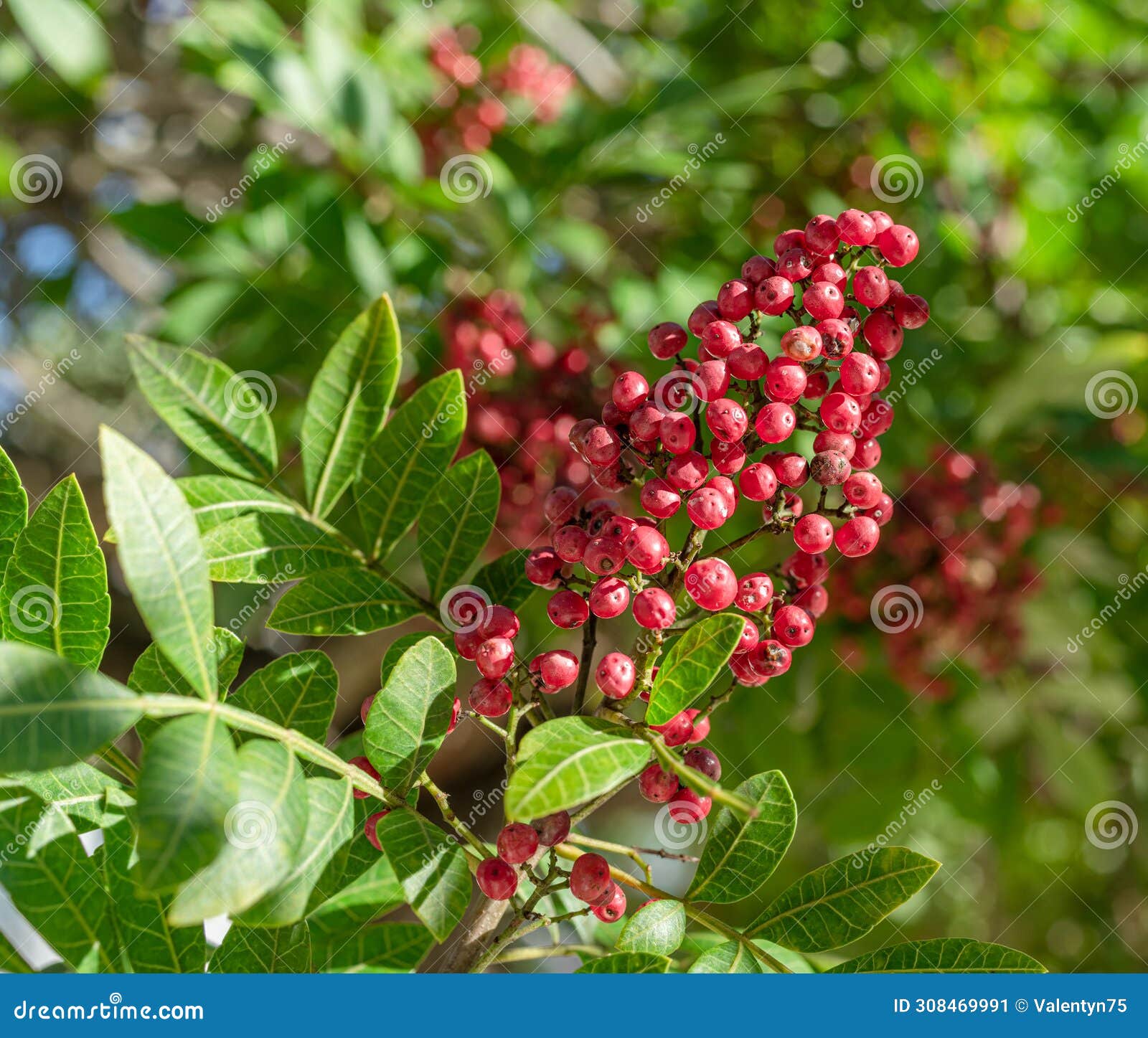 Fresh Pink Peppercorns on Peruvian Pepper Tree Branch. Blue Sky at the ...