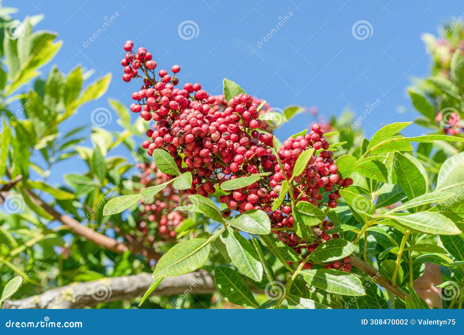 Fresh Pink Peppercorns on Peruvian Pepper Tree Branch. Blue Sky at the ...