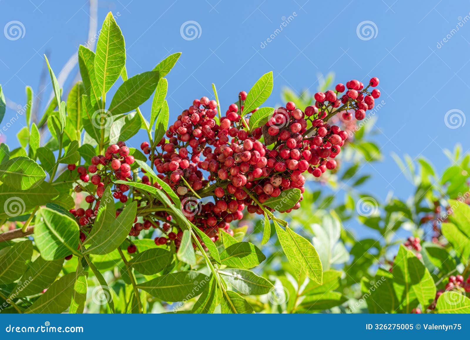 Fresh Pink Peppercorns on Peruvian Pepper Tree Branch. Blue Sky at the ...