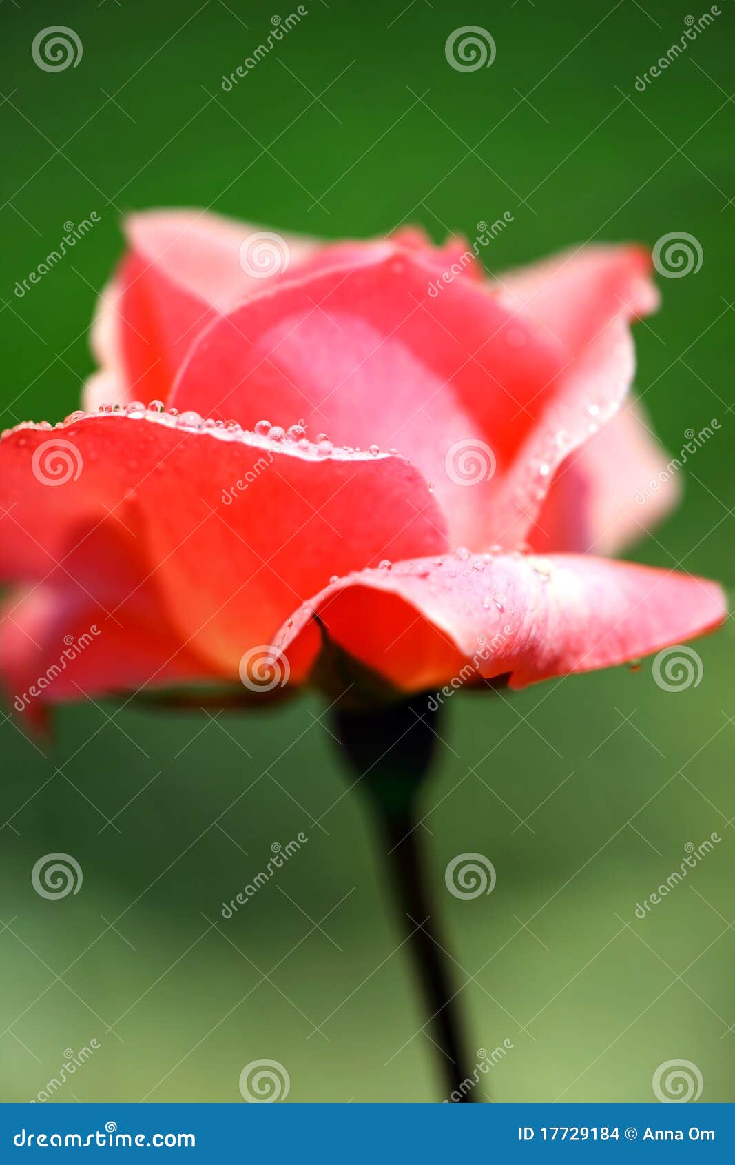 Fresh pink rose stock photo. Image of nature, open, bloom - 17729184