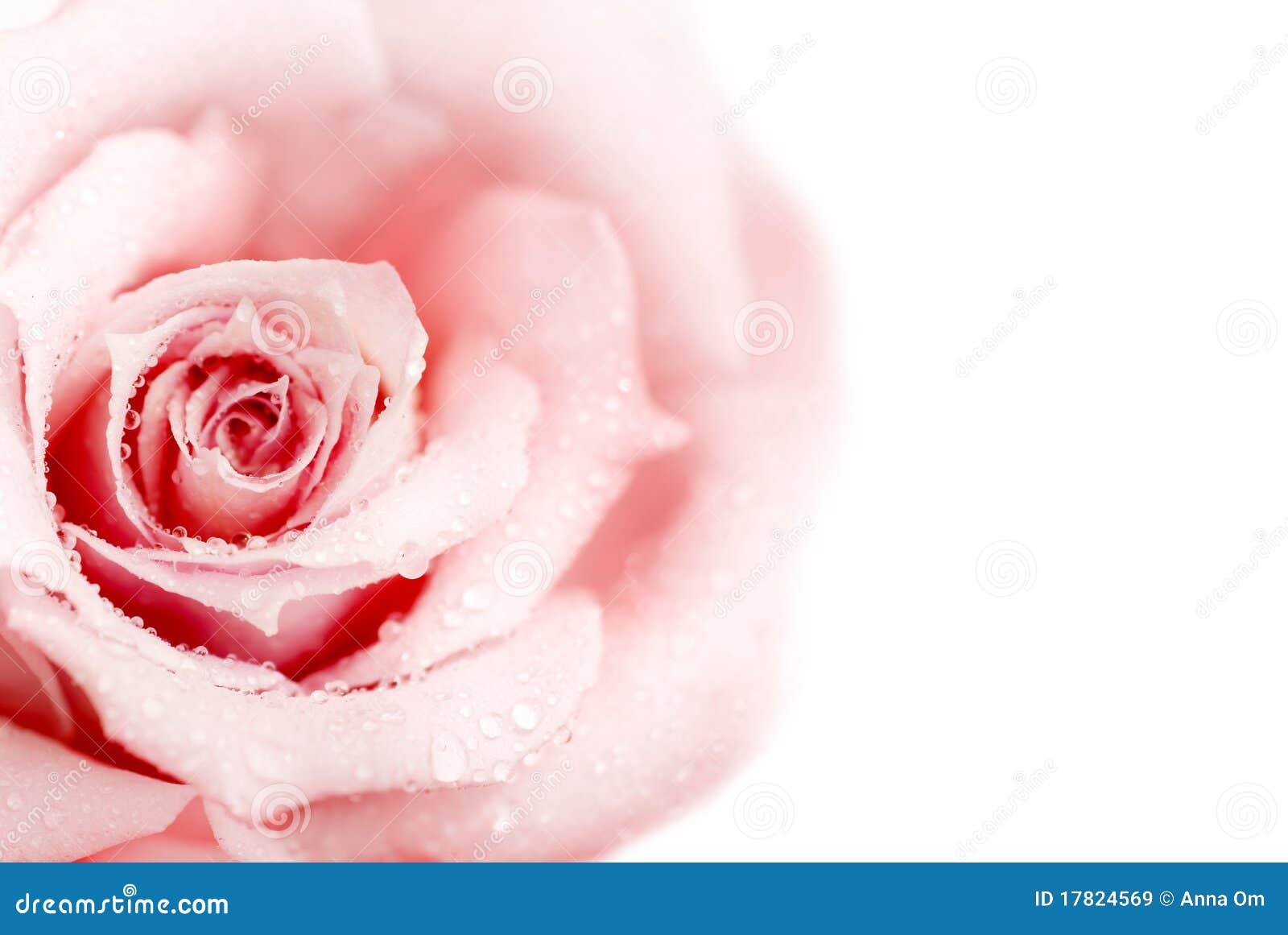 Fresh pink rose stock image. Image of fresh, copyspace - 17824569
