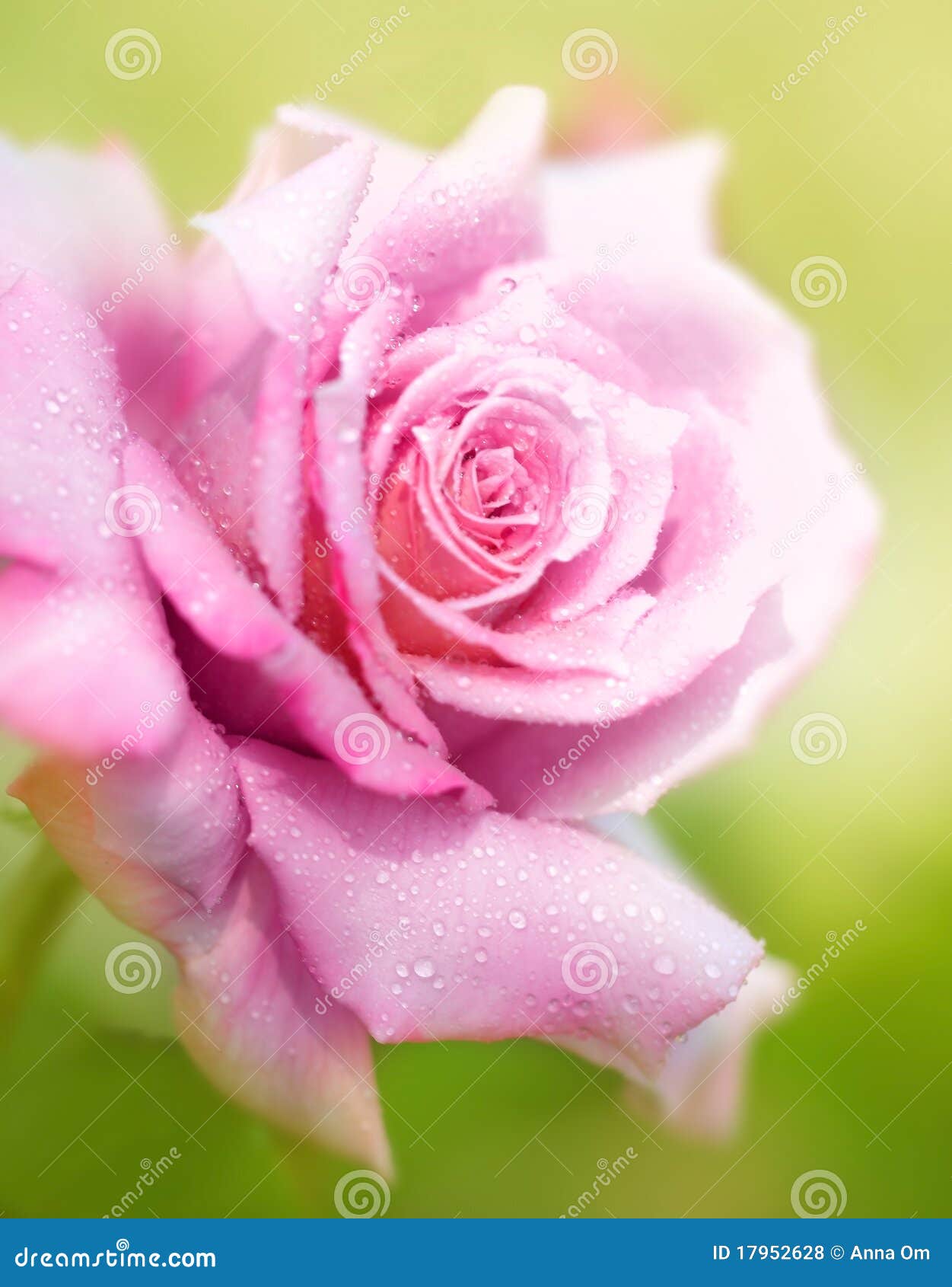 Fresh pink rose stock photo. Image of beautiful, decoration - 17952628