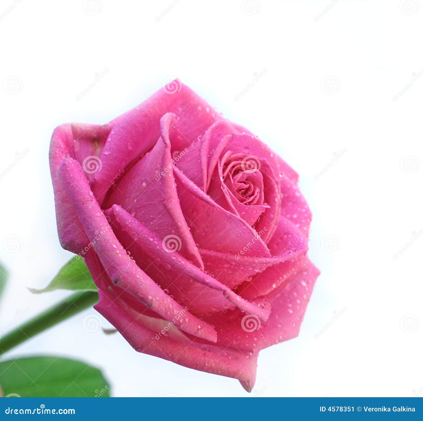 Fresh pink rose stock image. Image of morning, layers - 4578351