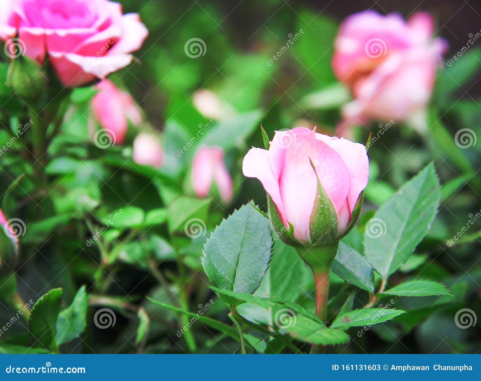 Fresh Pink Rose Bud Patterns Begin Blooming in Nature Garden Stock ...