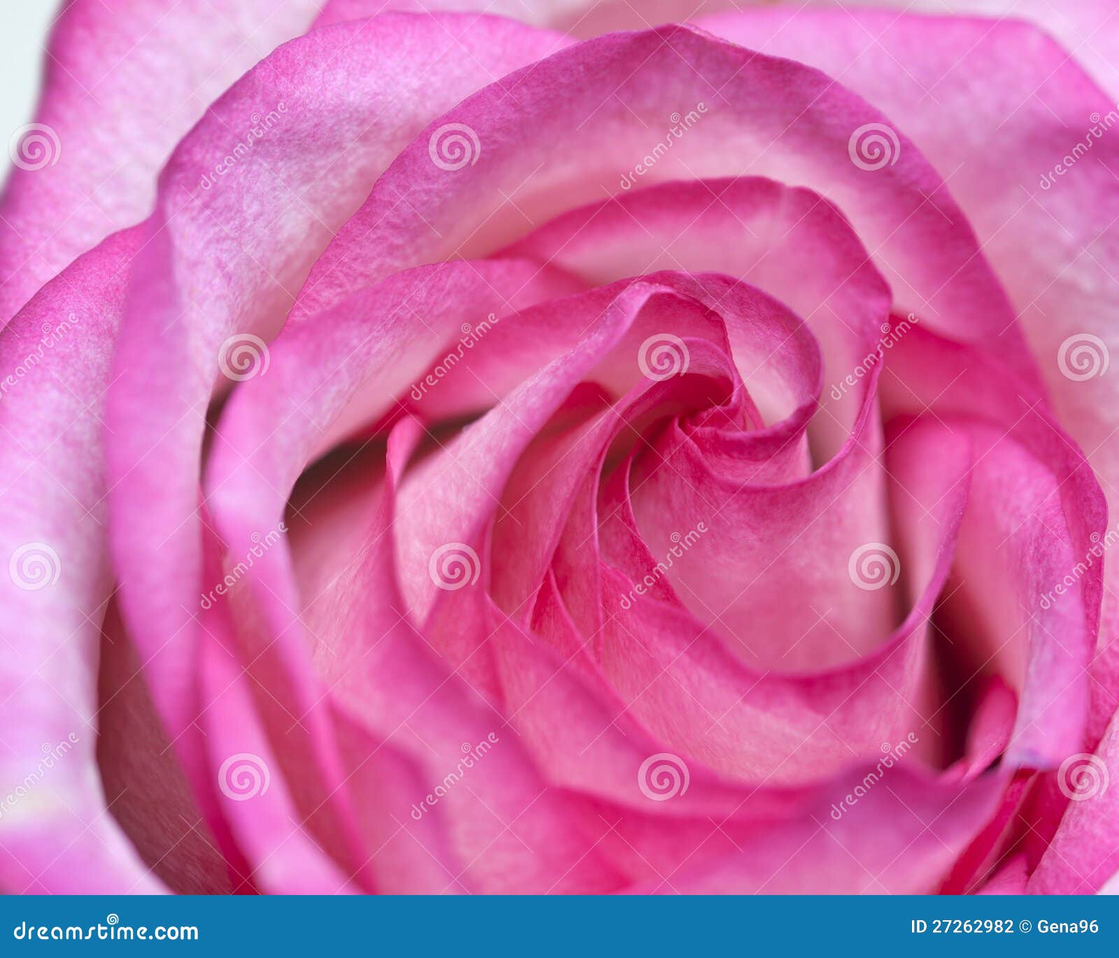 Fresh pink rose flower stock photo. Image of congratulations - 27262982