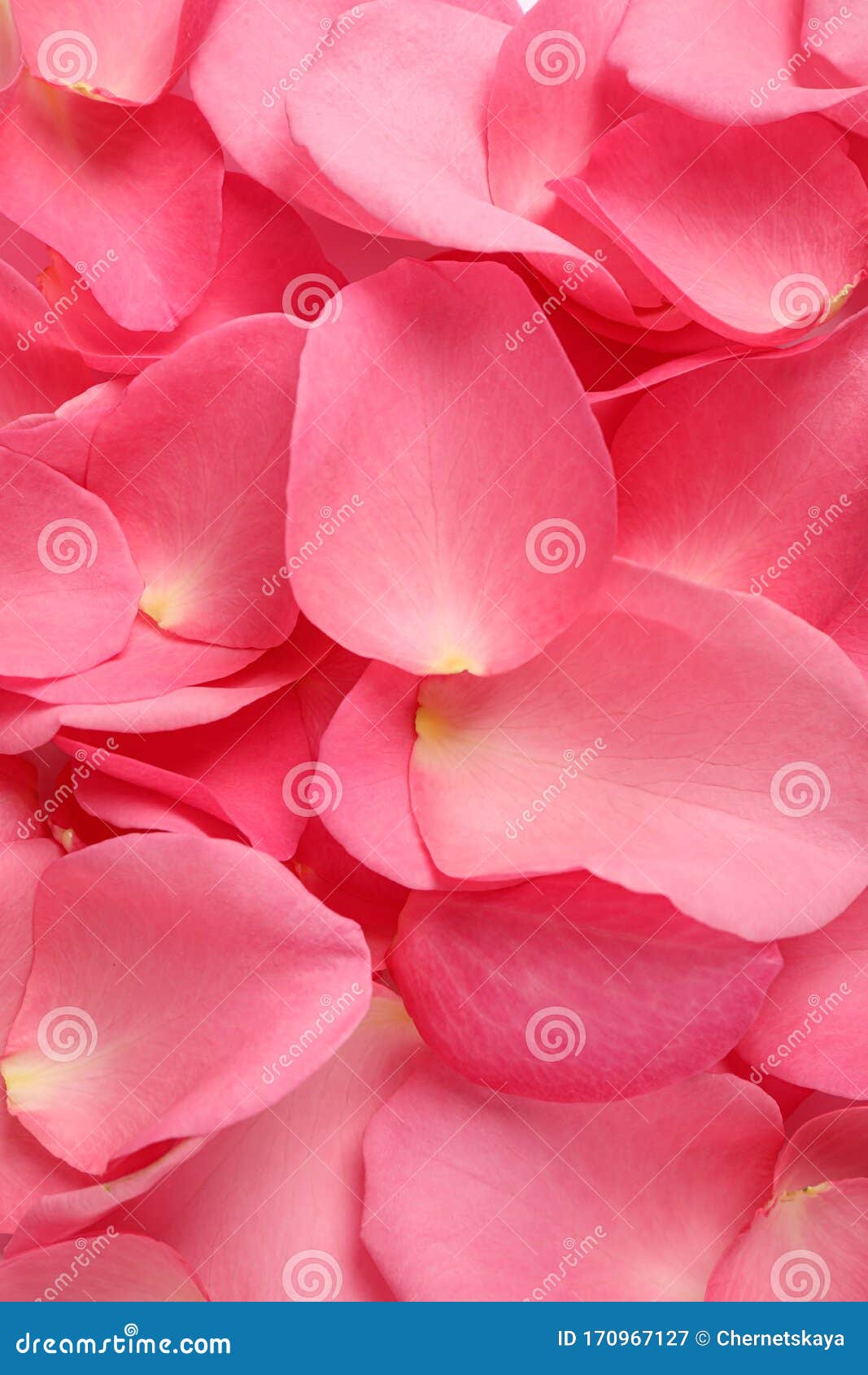 Fresh Pink Rose Petals As Background Stock Image - Image of background ...