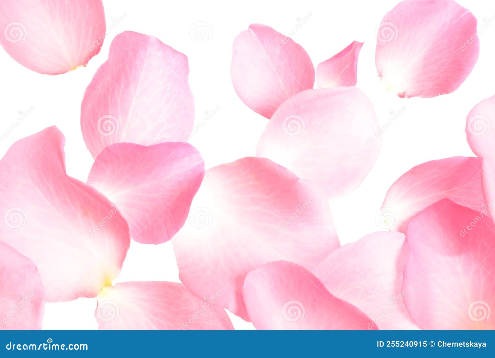 Fresh Pink Rose Petals on White Background, Top View Stock Image ...