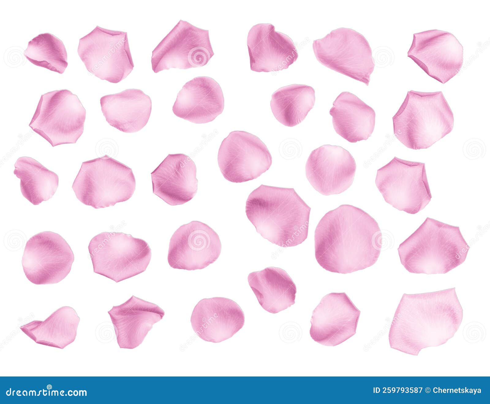 Fresh Pink Rose Petals on White Background, Top View Stock Image ...