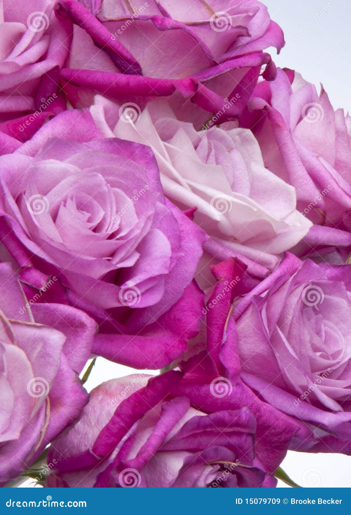 Fresh Pink Roses stock image. Image of fresh, romance - 15079709