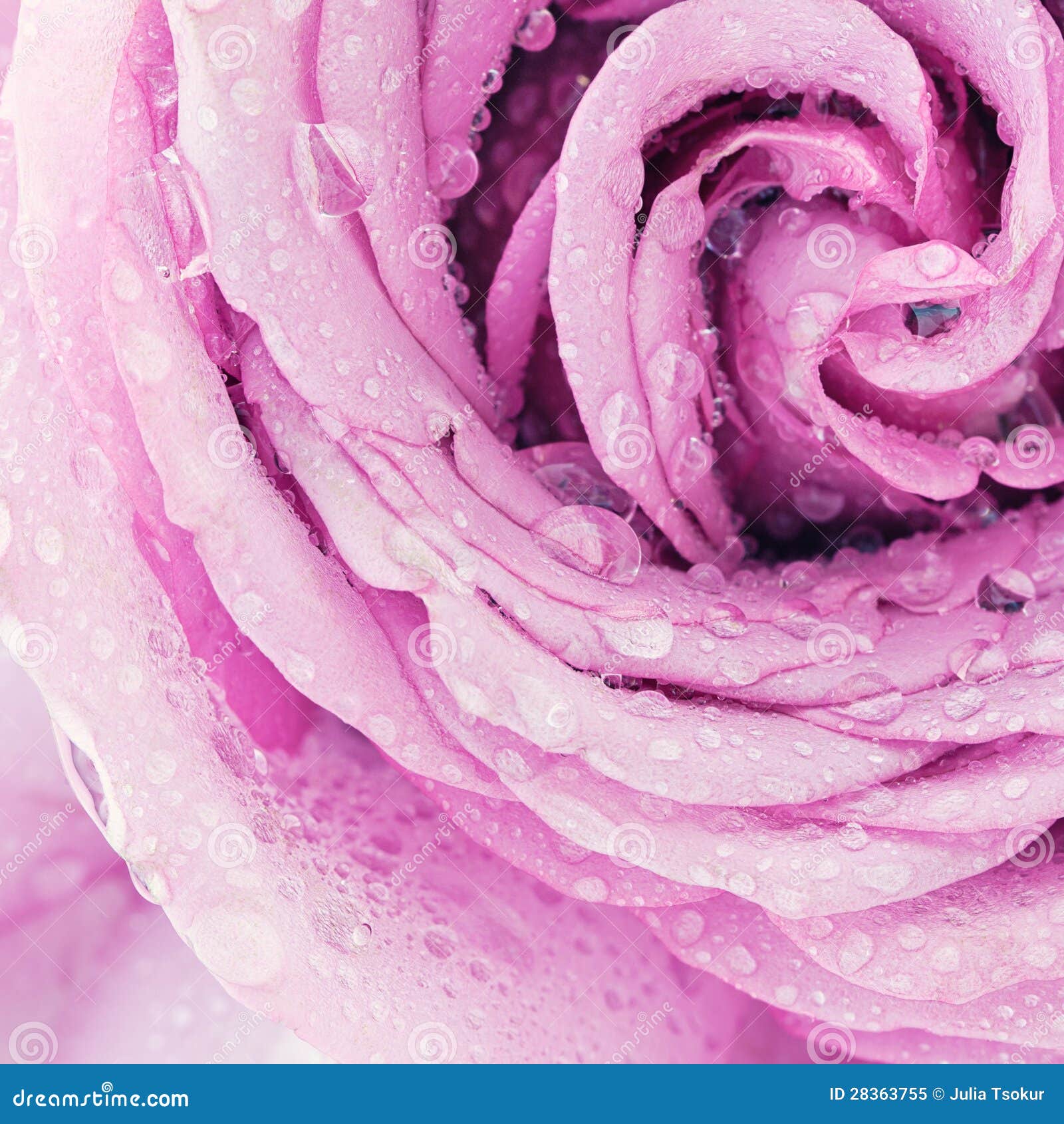 Fresh pink roses stock image. Image of delicate, closeup - 28363755