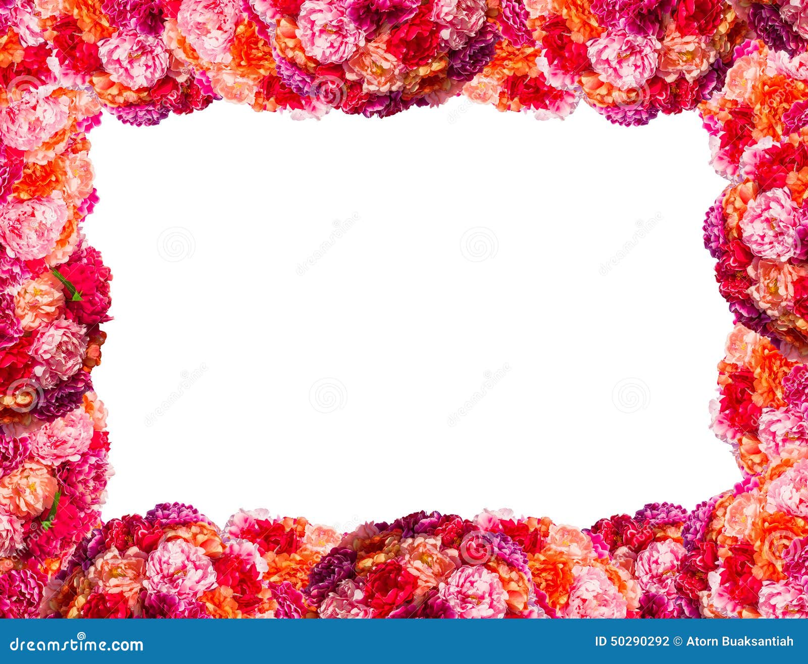 Fresh Pink Roses Frame Border Isolated Stock Photo - Image of flower ...
