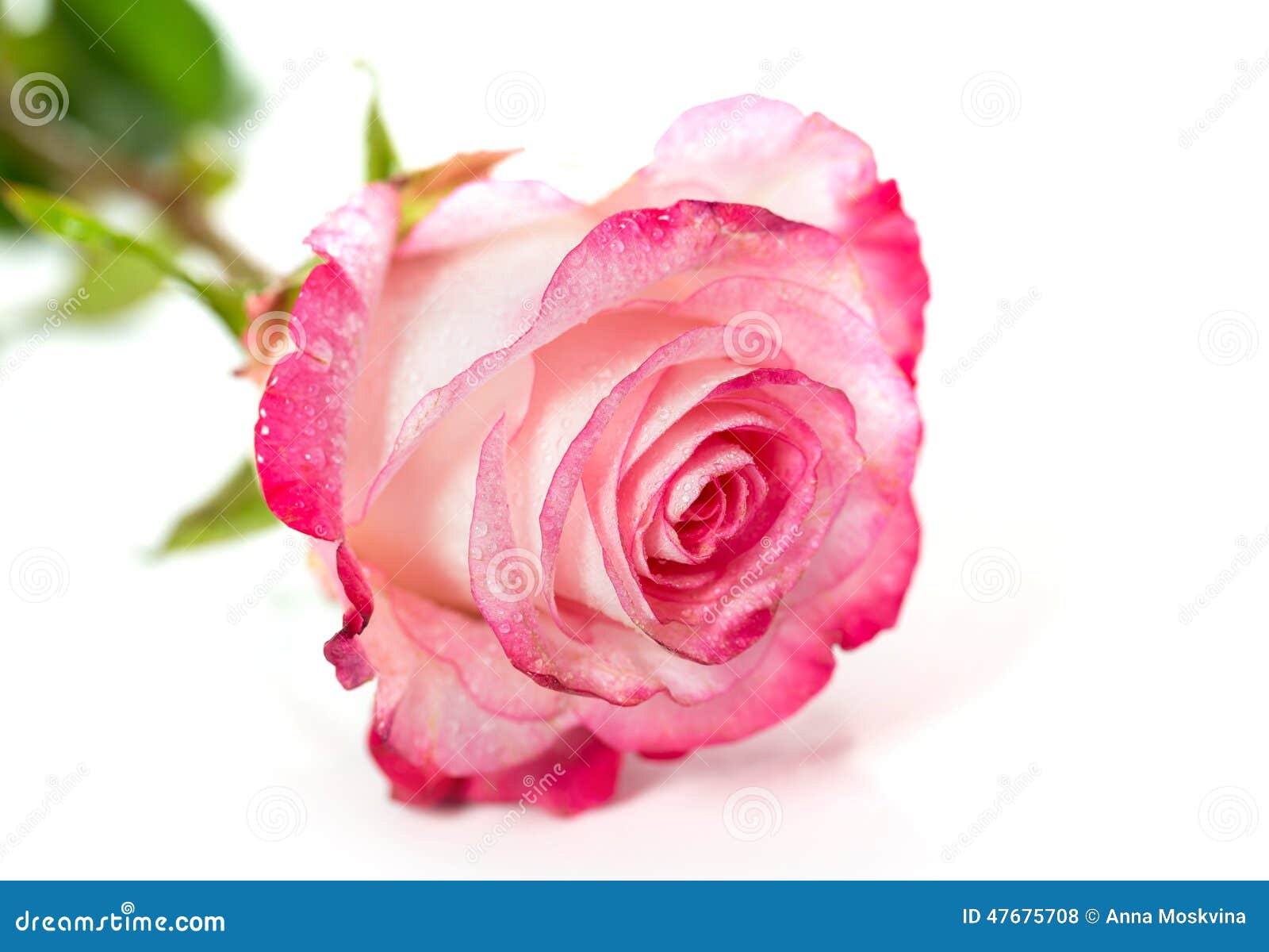 Fresh pink roses on white stock photo. Image of roses - 47675708