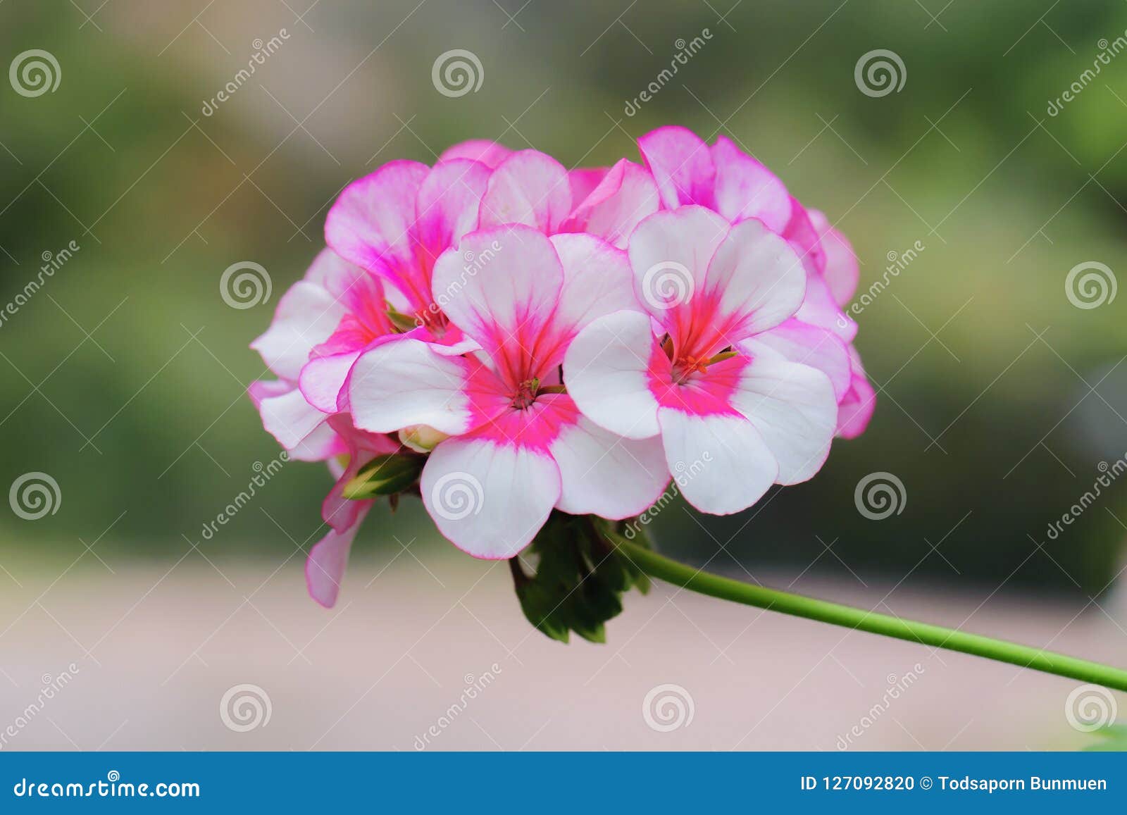 Fresh Pink and White Geranium Flowe Blooming in Summer Stock Photo ...