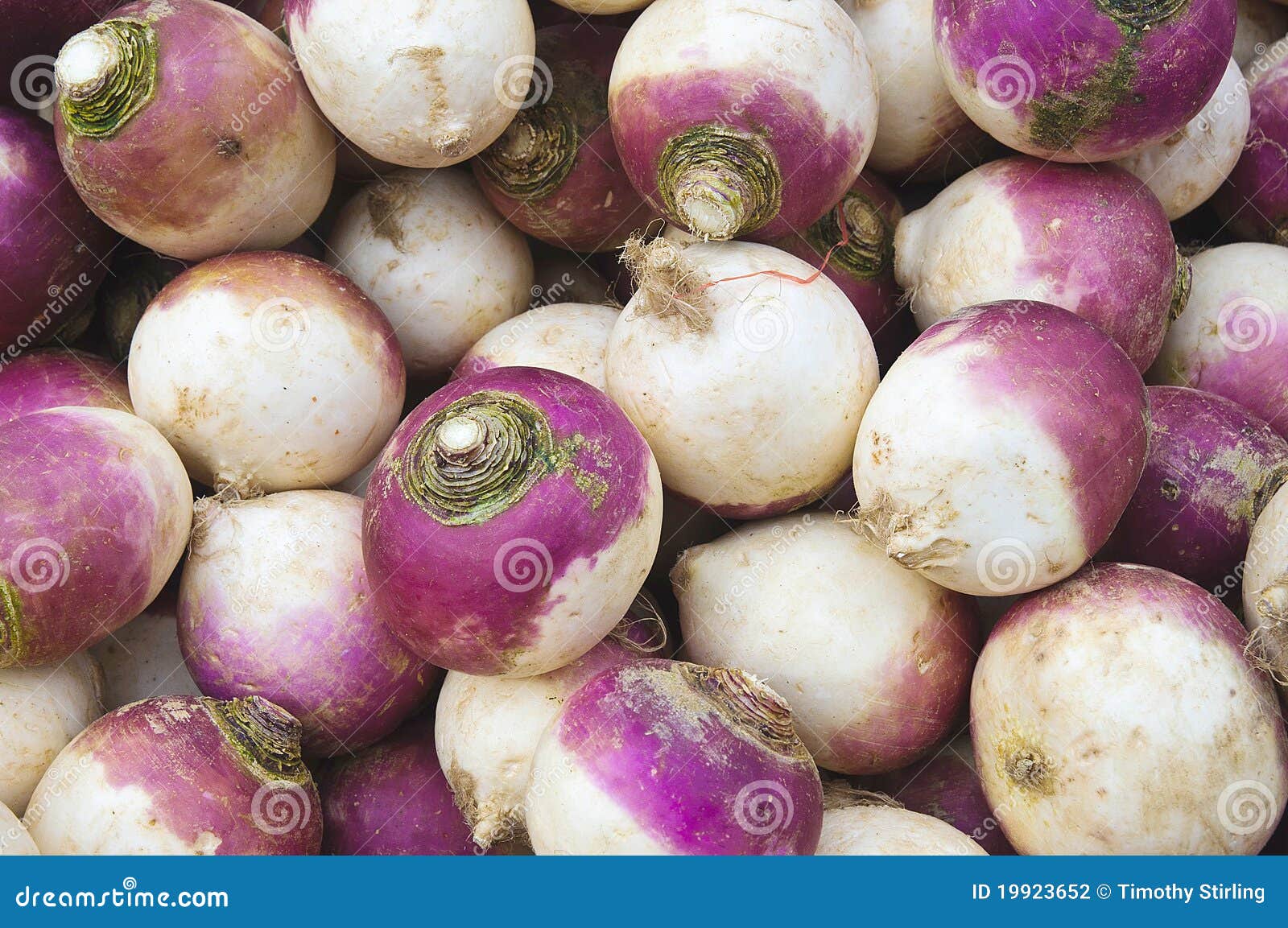 Fresh Pink and White Turnips Stock Photo - Image of food, fresh: 19923652