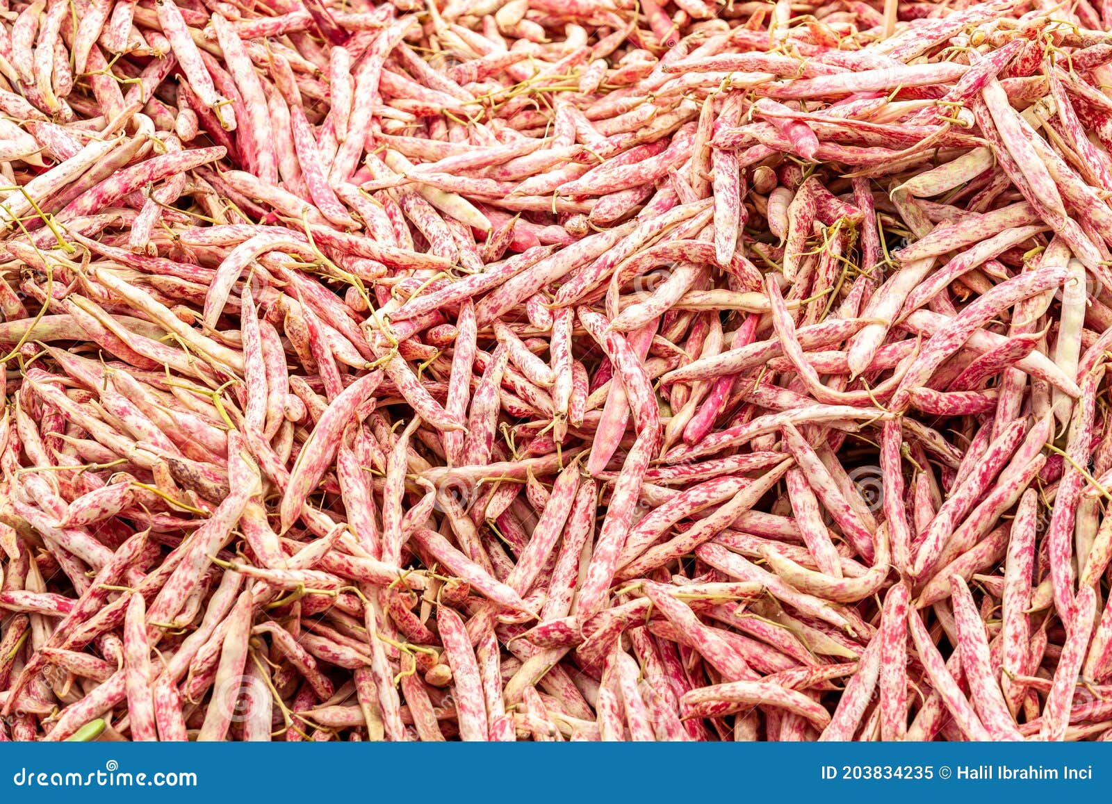 Fresh pinto beans stock image. Image of pink, cooking - 203834235