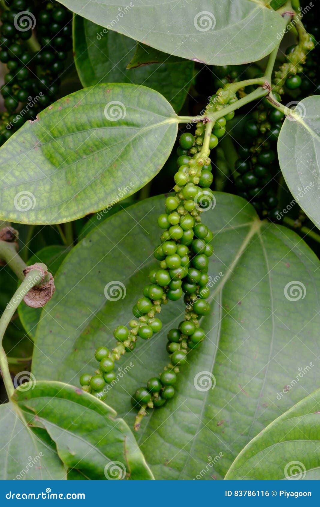 Fresh Piper Nigrum on Its Tree Stock Photo - Image of bush, green: 83786116