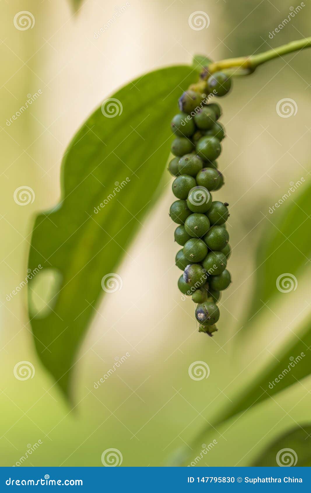 Fresh Piper nigrum on tree stock photo. Image of healthy - 147795830
