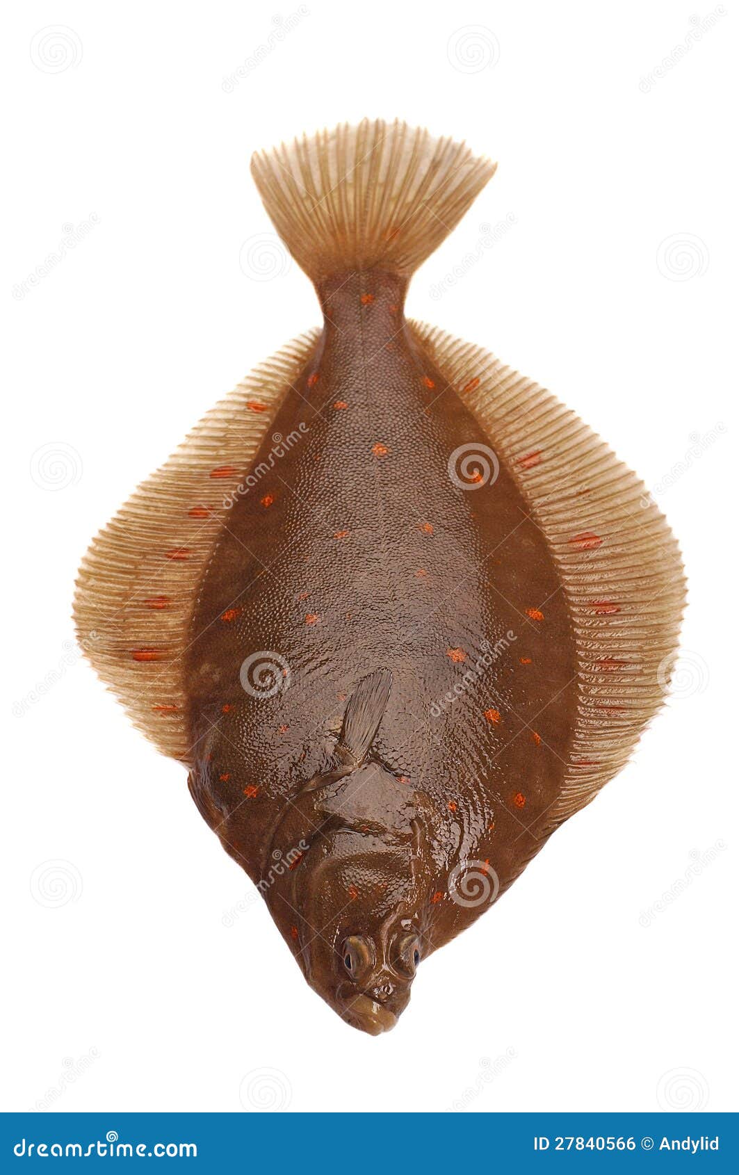 Plaice Fish stock photo. Image of creature, angling, brown - 27840566