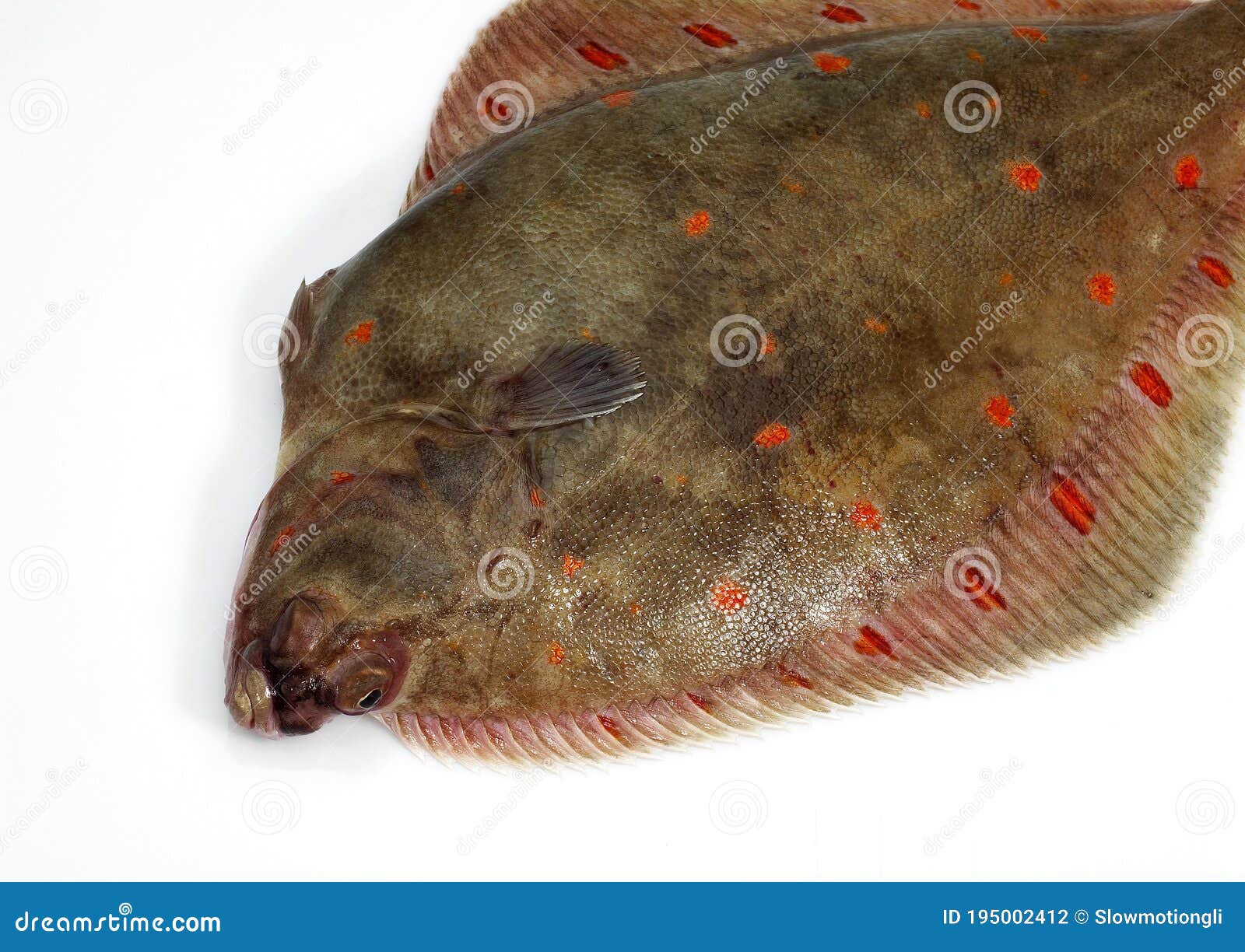 FRESH PLAICE Pleuronectes Platessa AGAINST WHITE BACKGROUND Stock Photo ...